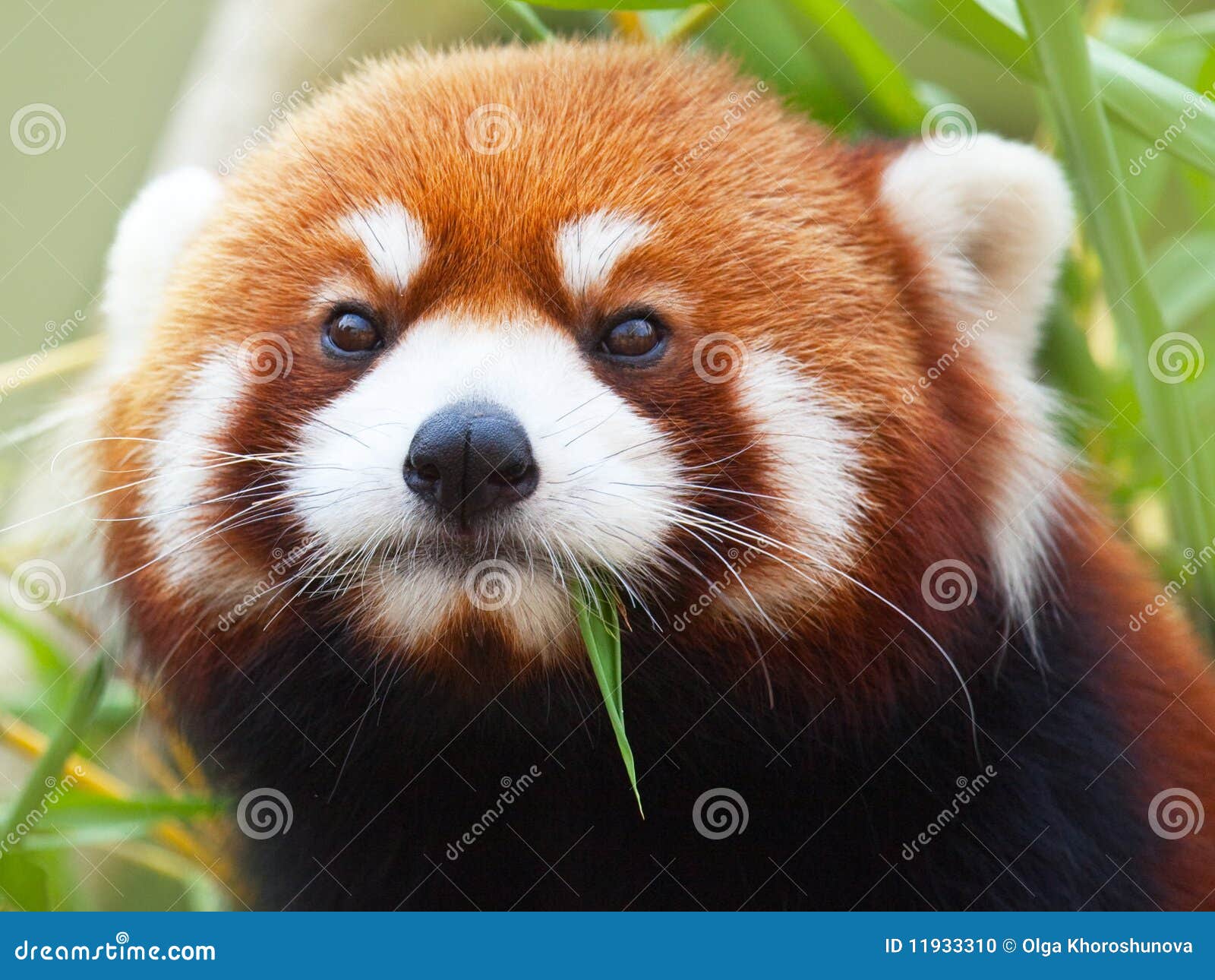 Rode Panda stock foto. Image of klauw, aziatisch, leuk - 11933310