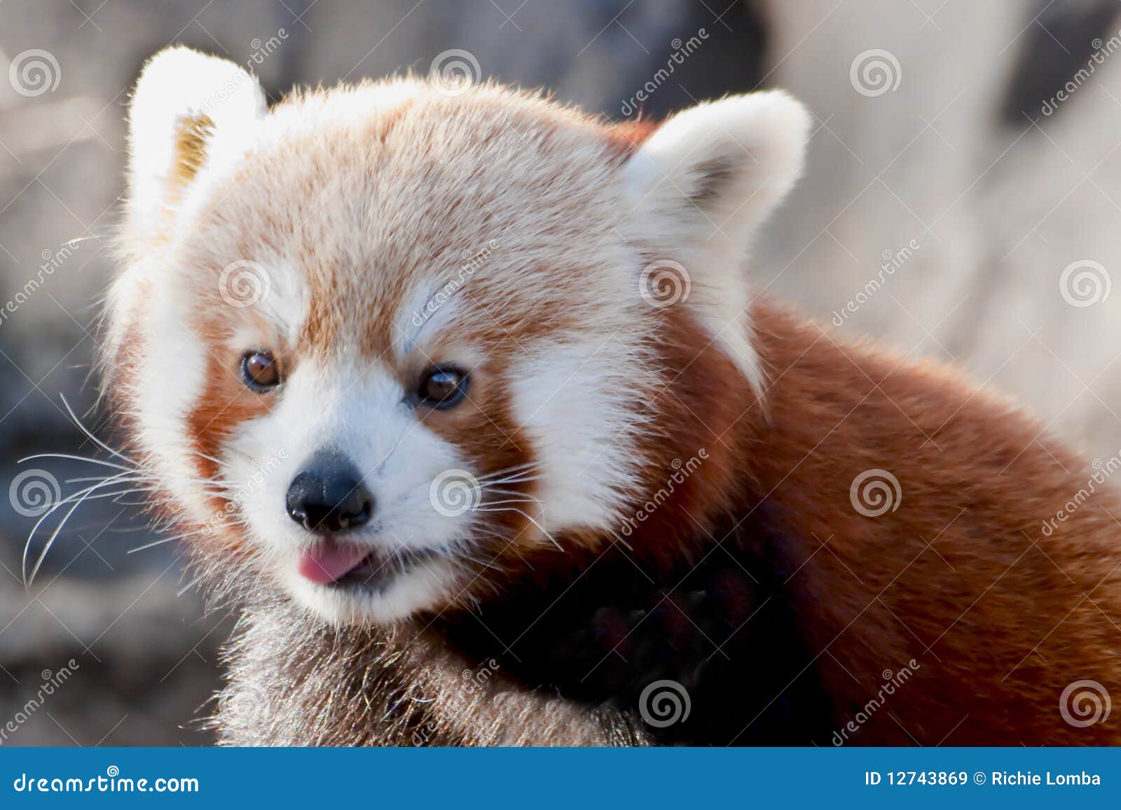 Rode Panda stock afbeelding. Image of bhutan, rood, wild - 12743869