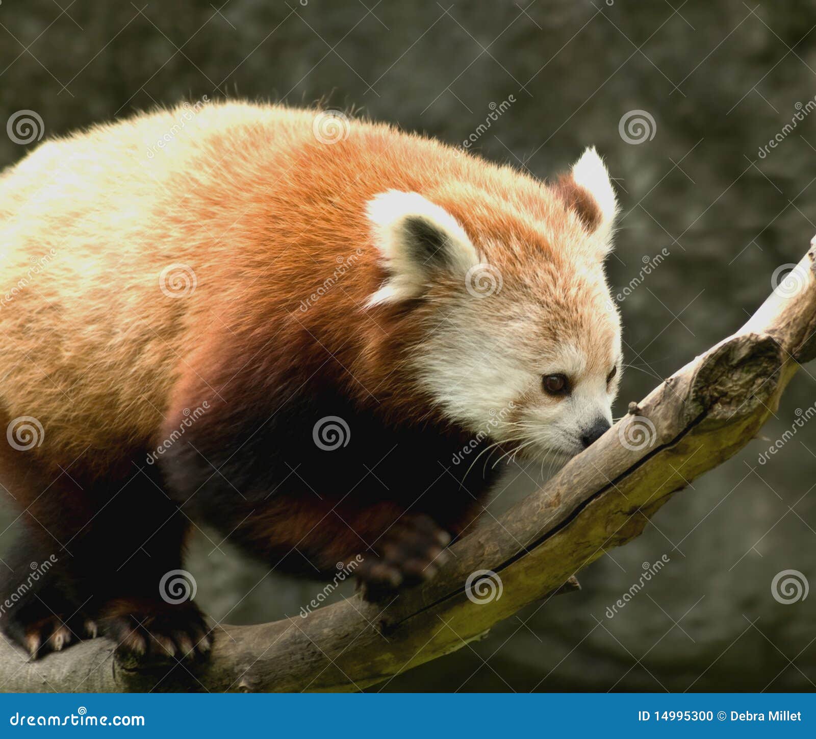 Rode panda stock foto. Image of buiten, oren, beklim - 14995300