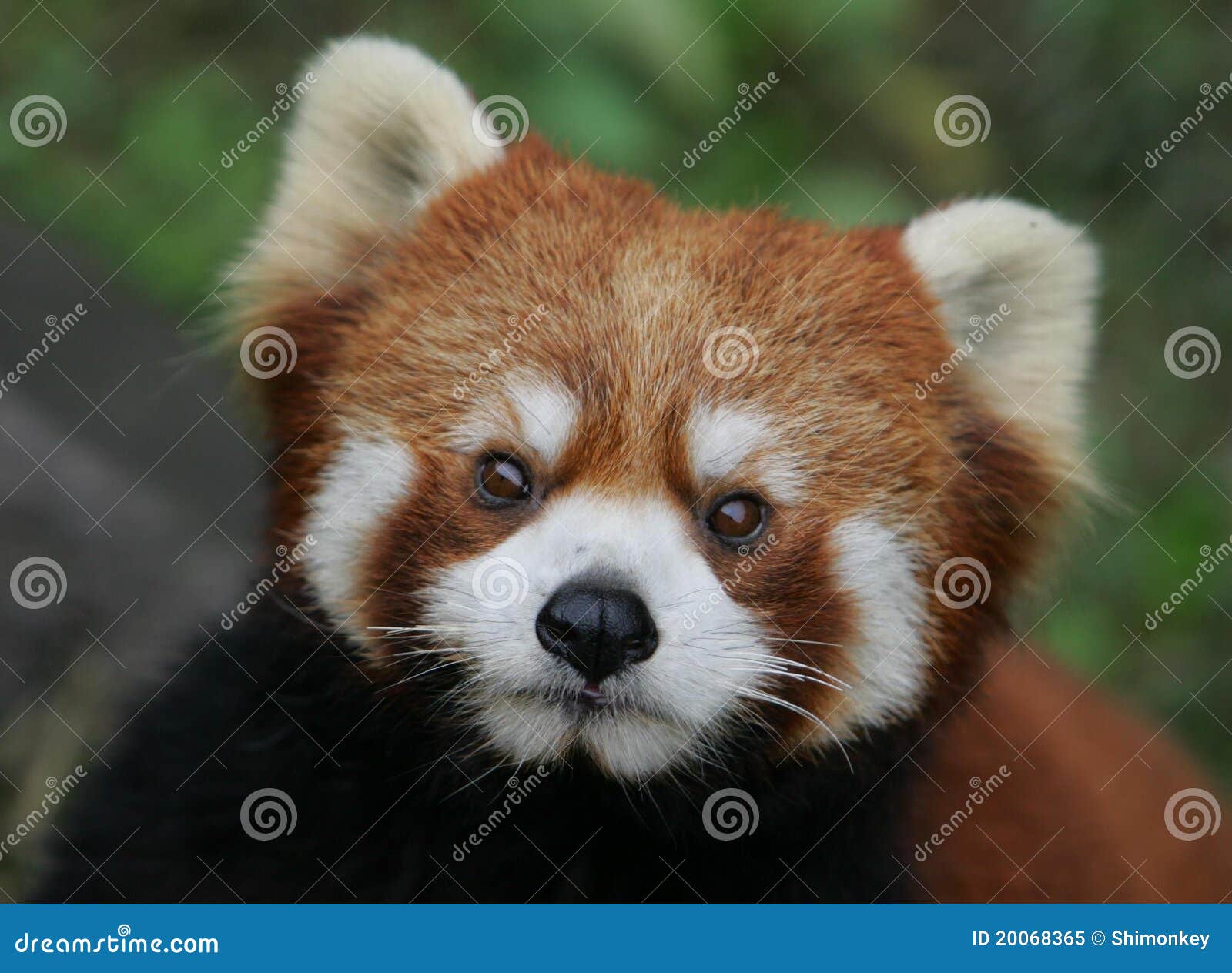 Rode Panda stock afbeelding. Image of rood, zeldzaam - 20068365