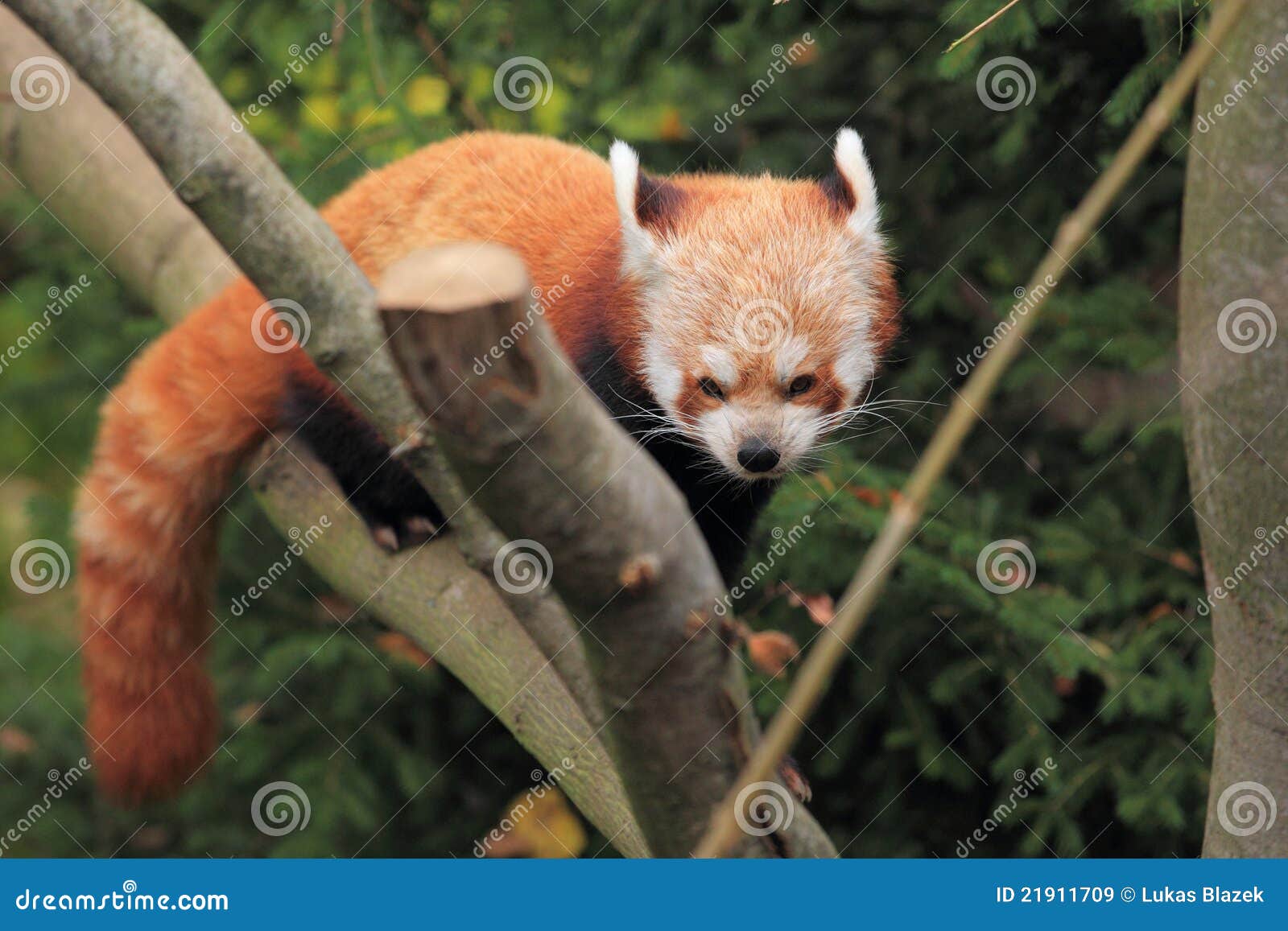 Rode panda stock afbeelding. Image of gekwetter, panda - 21911709