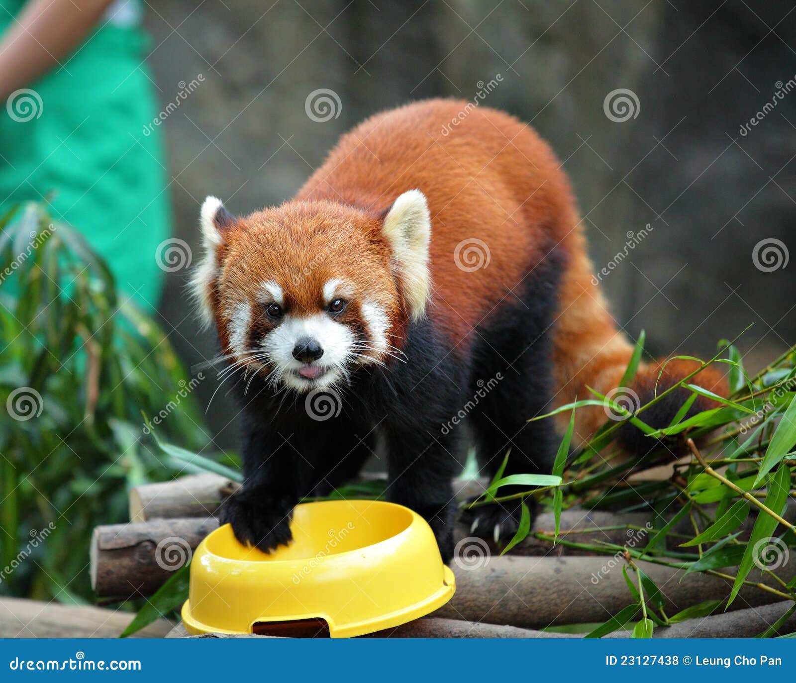 Rode panda stock foto. Image of wild, dier, staart, zoogdier - 23127438