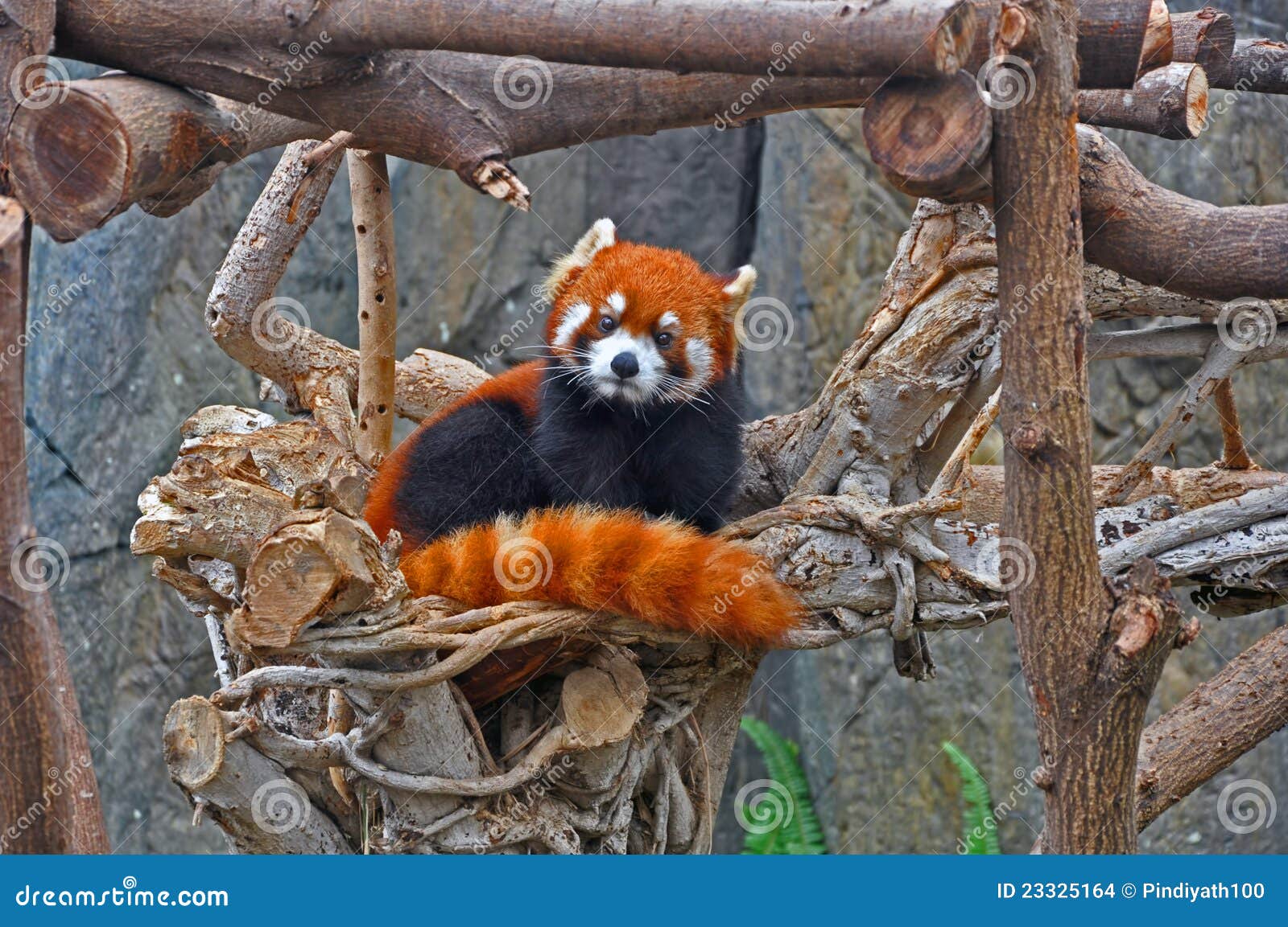 Rode panda stock foto. Image of rood, zoogdier, botanisch - 23325164