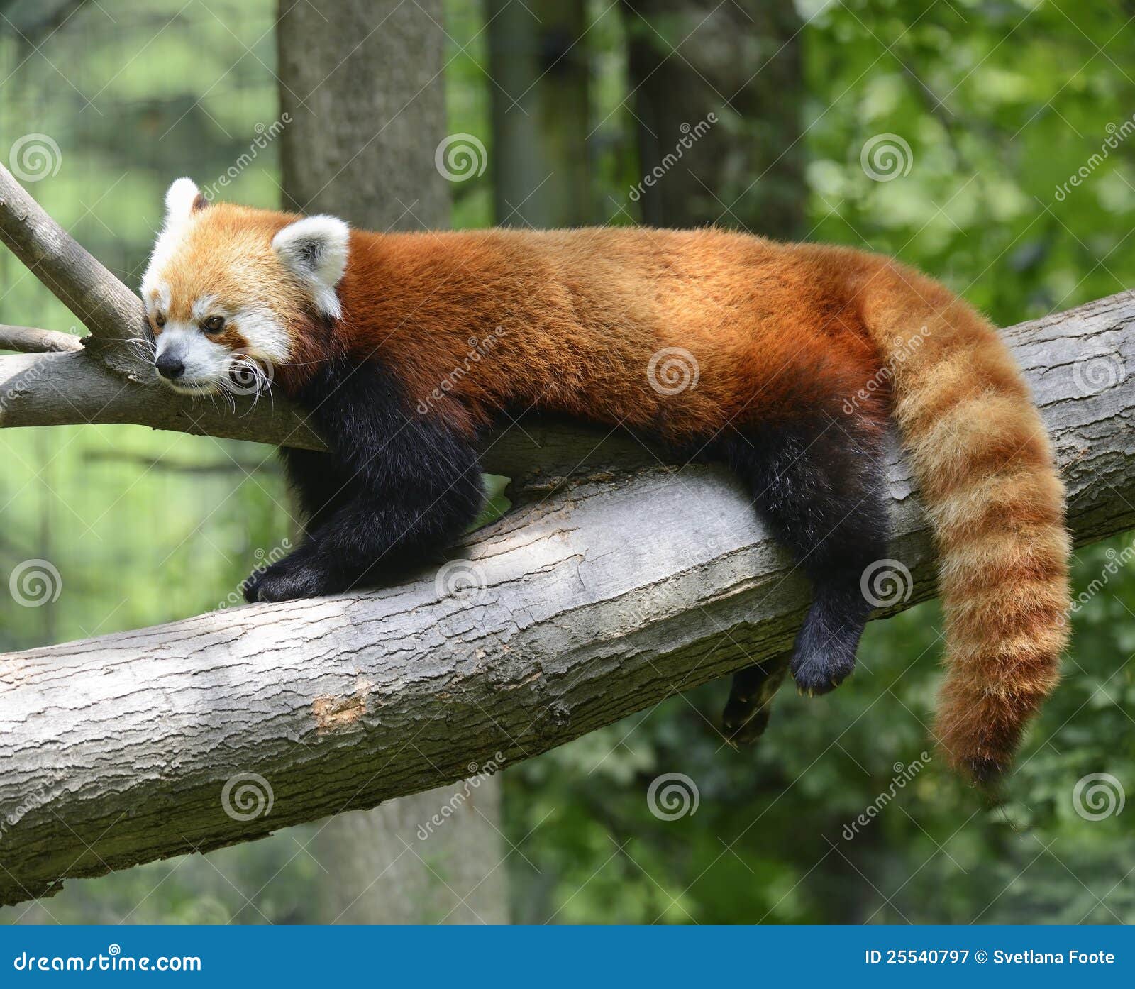 Rode Panda stock afbeelding. Image of bruin, boom, park - 25540797