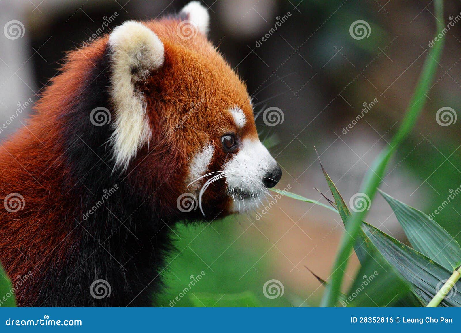 Rode panda stock foto. Image of draag, wild, wenen, bedreigd - 28352816