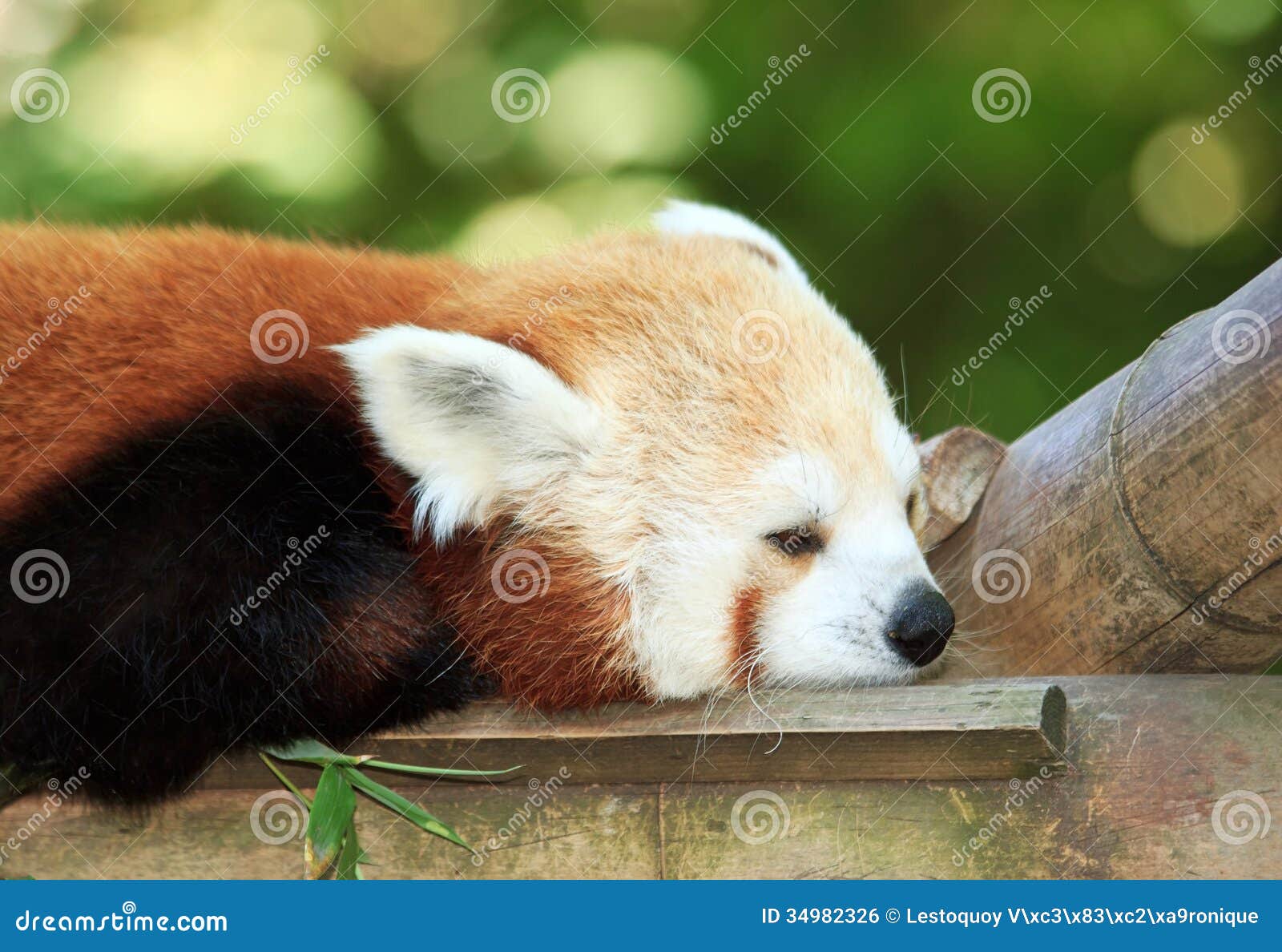 Rode panda stock foto. Image of bamboe, zoogdier, bedtijd - 34982326