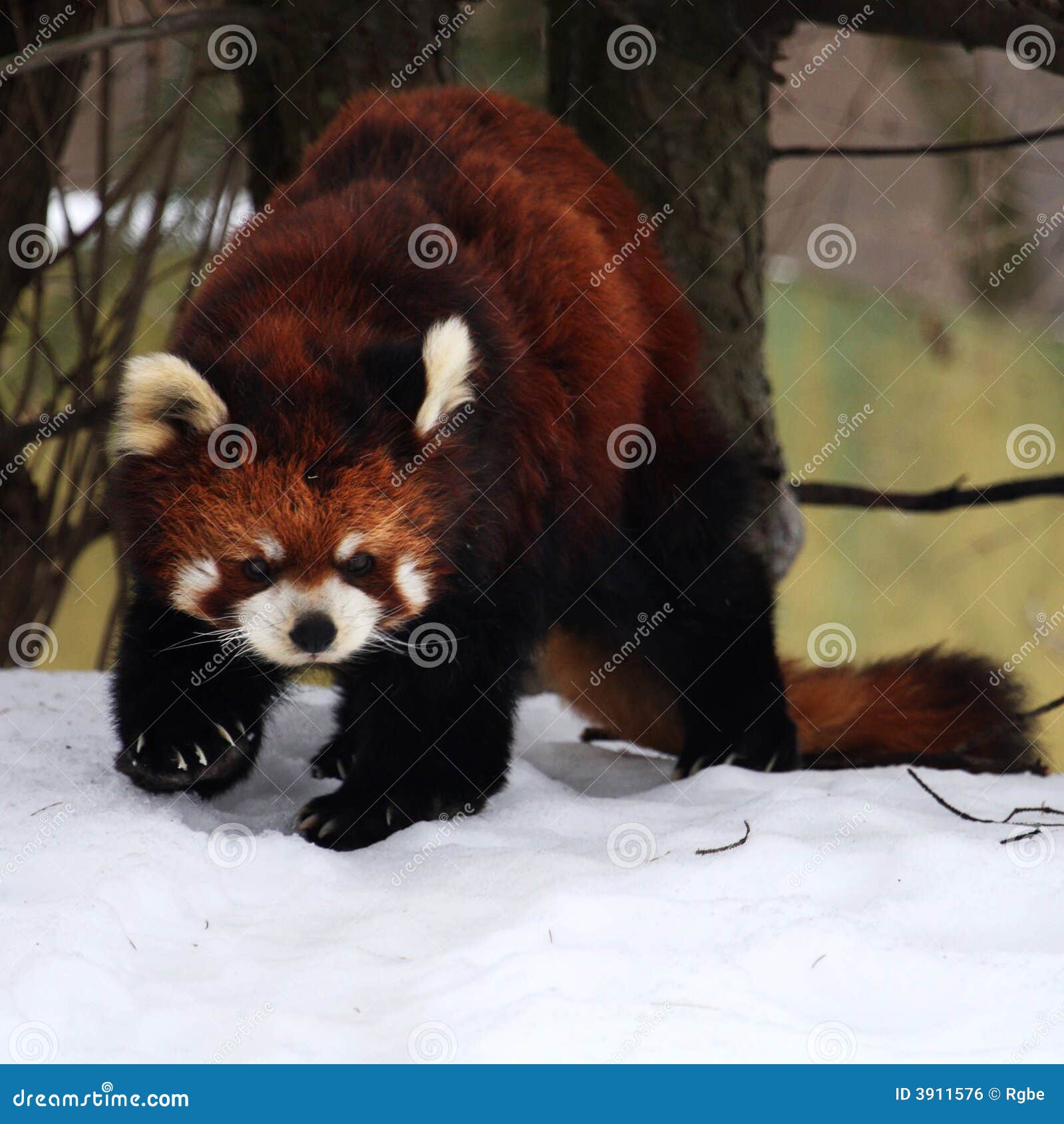 Rode panda stock foto. Image of leuk, panda, winter, sneeuw - 3911576