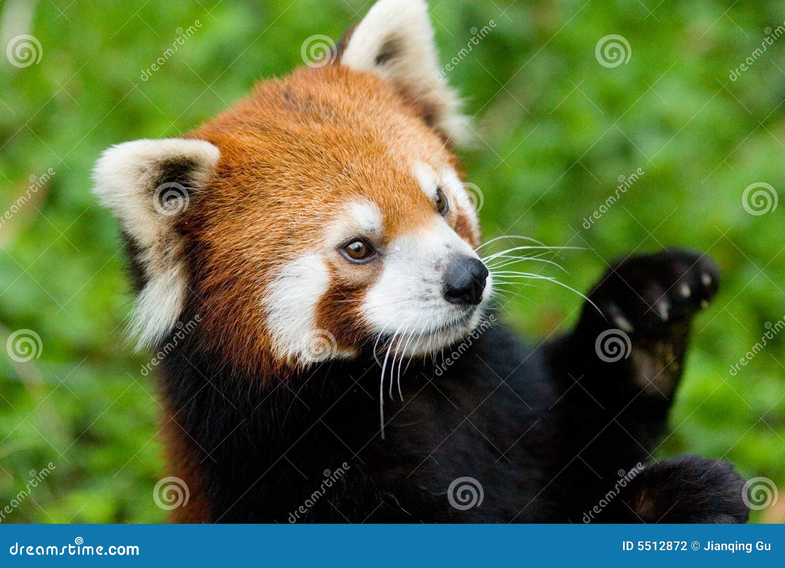 Rode panda stock foto. Image of panda, wild, leven, rood - 5512872