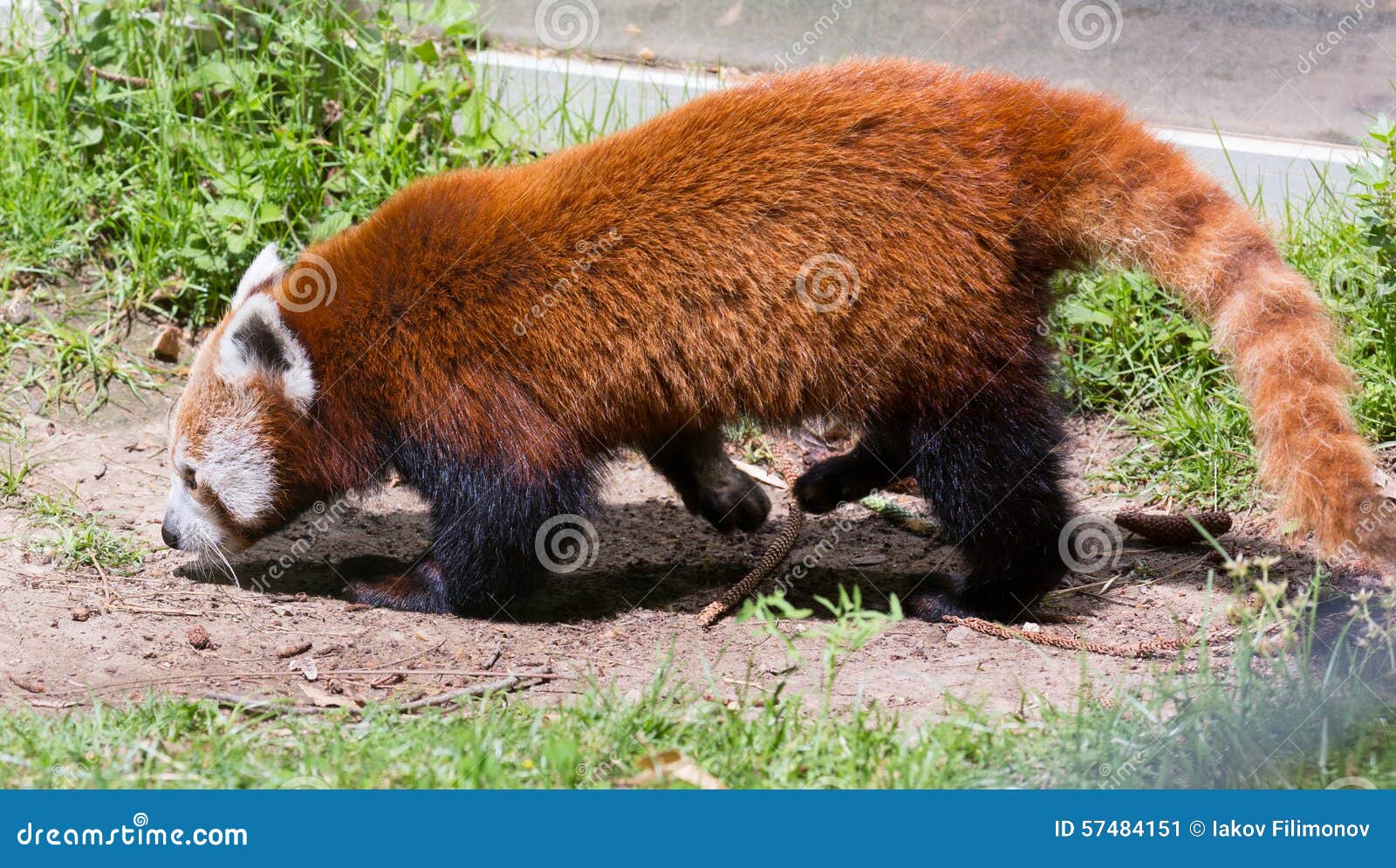 Rode panda stock afbeelding. Image of roofdier, dier - 57484151