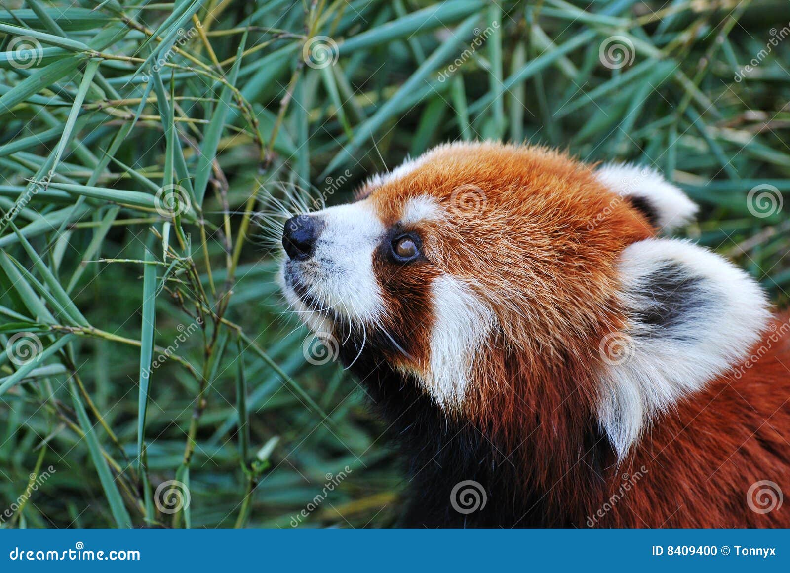Rode Panda stock foto. Image of panda, mooi, wild, schenen - 8409400