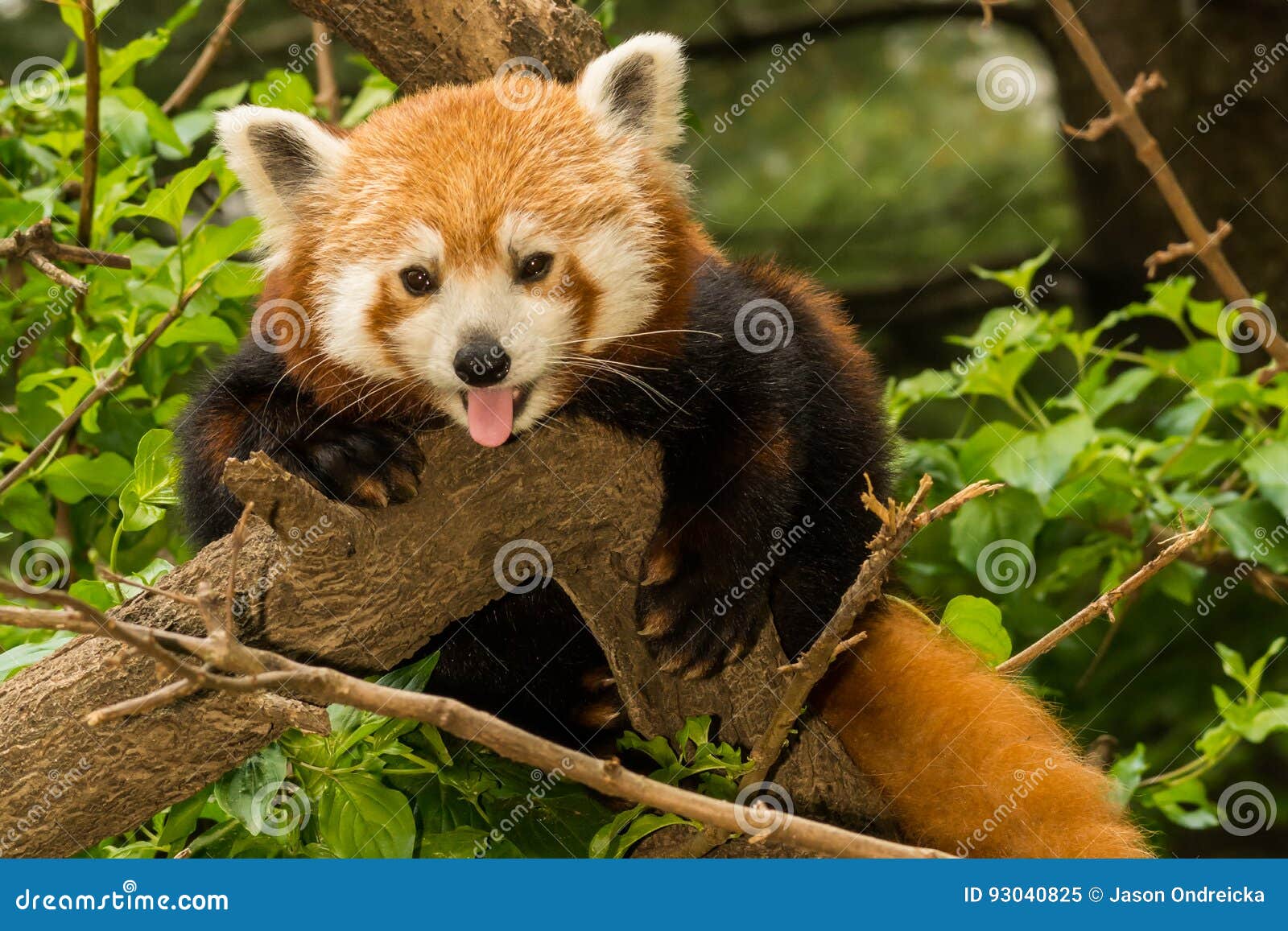 Rode panda stock afbeelding. Image of park, huisdier - 93040825