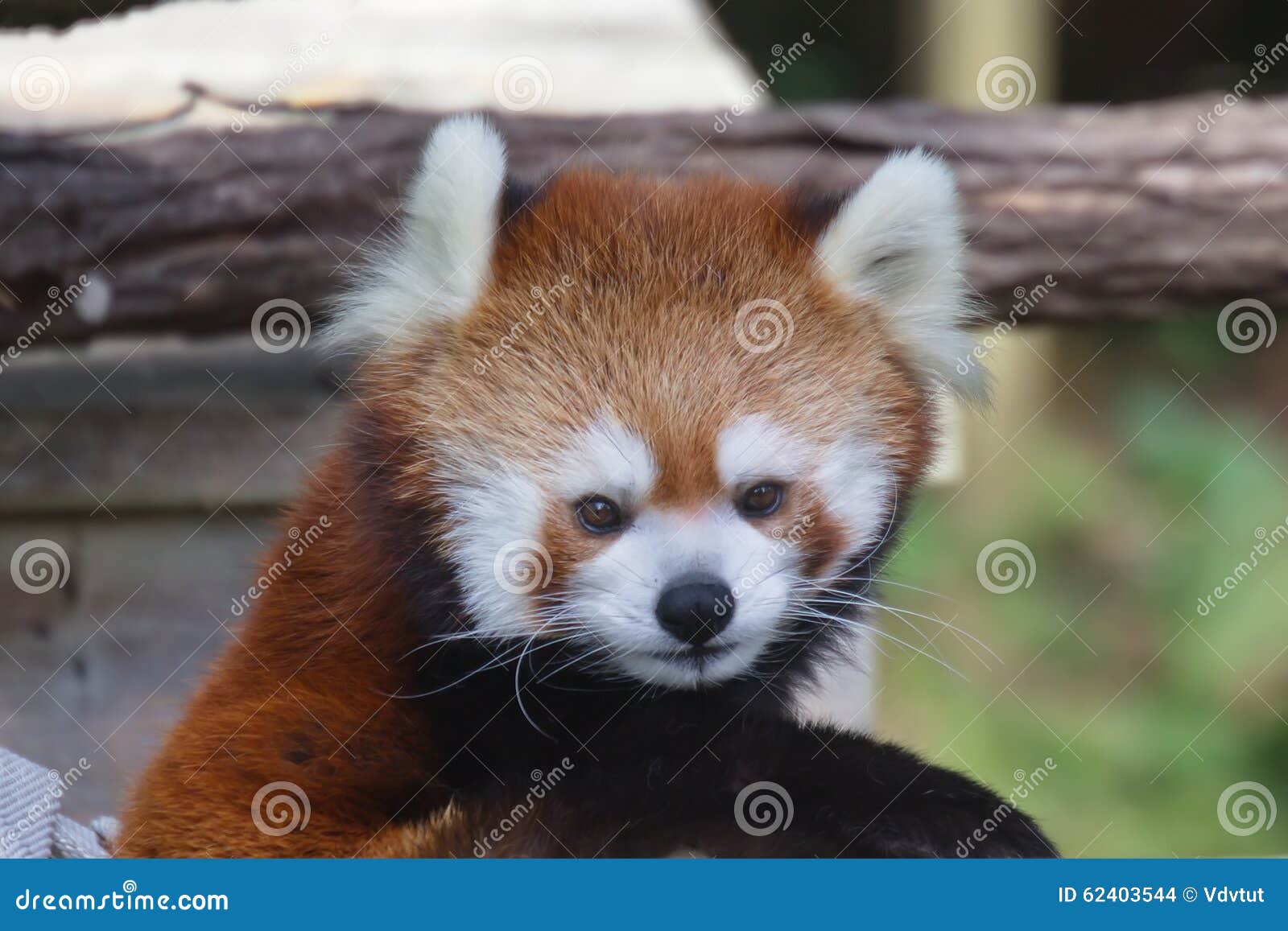Rode Panda in De DIERENTUIN Van Toronto Stock Foto - Image of karakter ...
