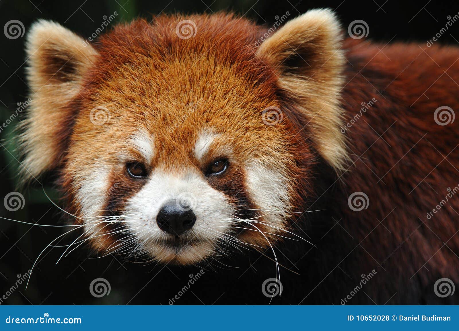 Rode Panda Dichte Omhooggaand Stock Foto - Image of carnivoor, gezicht ...