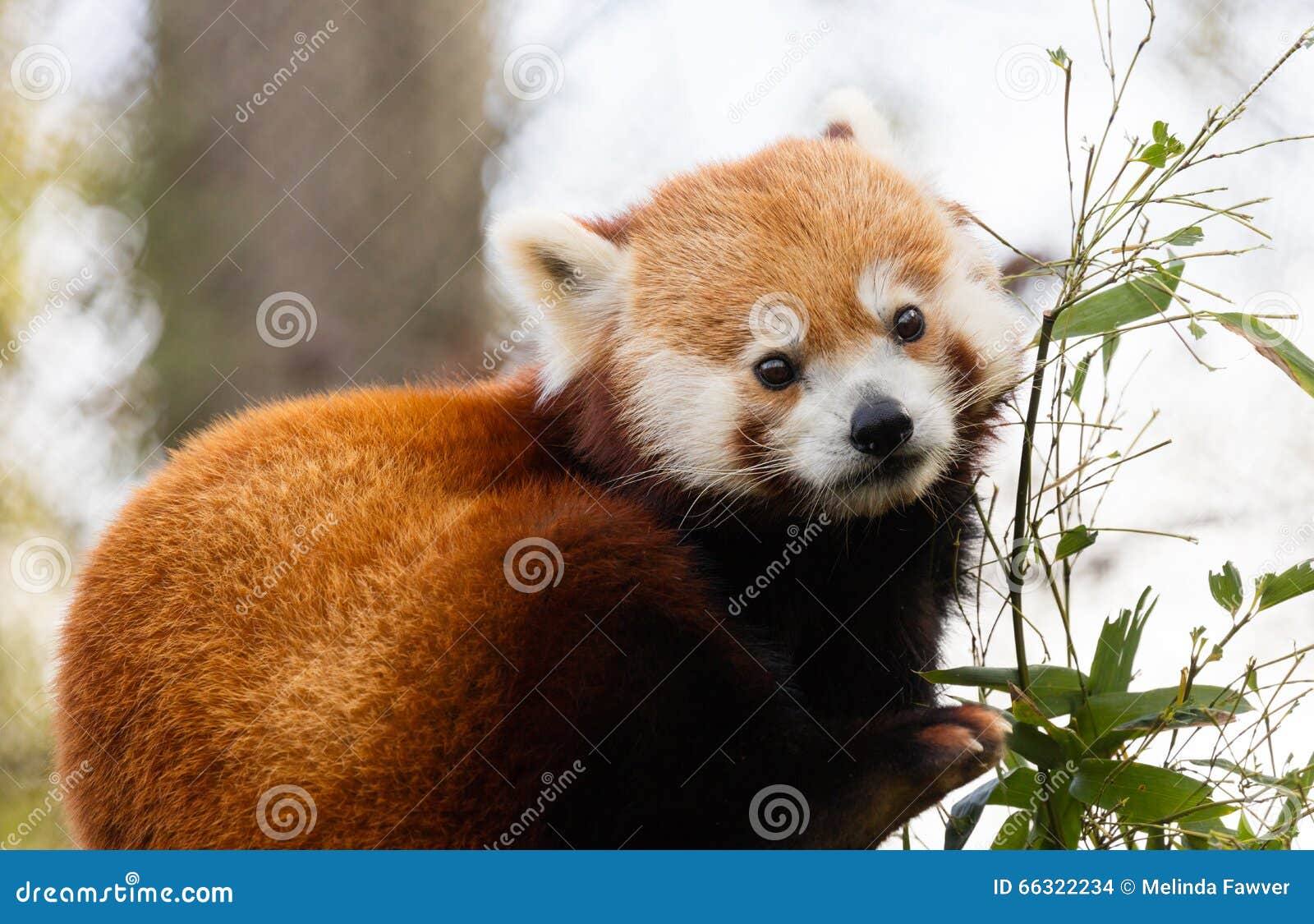 Rode Panda die Bamboe eet stock foto. Image of himalayagebergte - 66322234