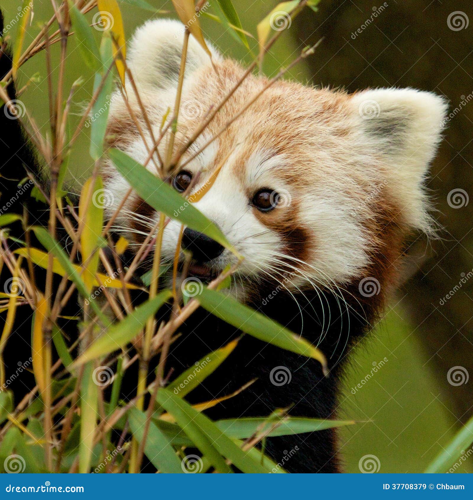 Rode Panda die Bamboe eten stock afbeelding. Image of leuk - 37708379