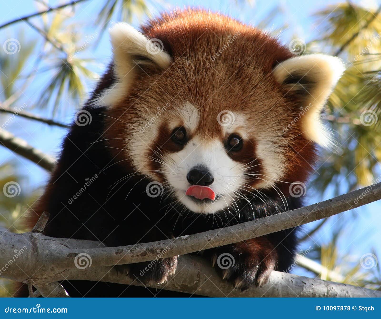 Rode Panda Die Zijn Neus Likt Stock Foto - Image of gevangene, rood ...
