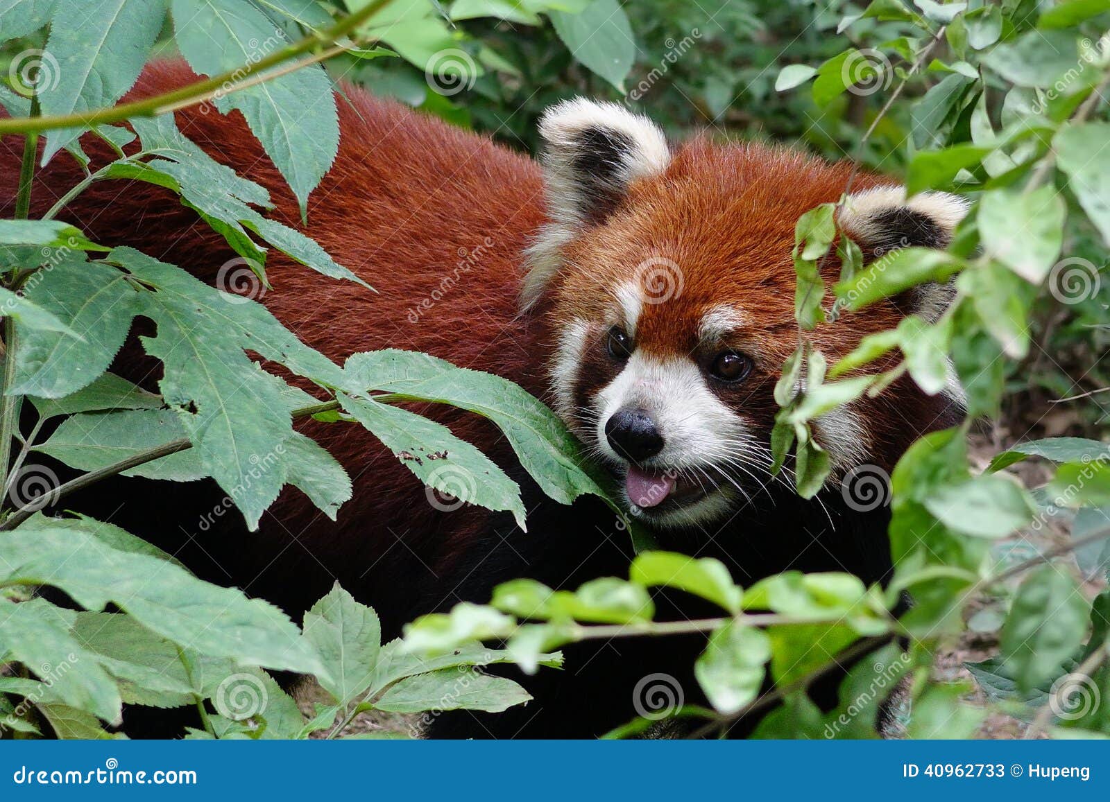 Rode Panda Met Groene Bladeren Stock Afbeelding - Image of gezicht ...