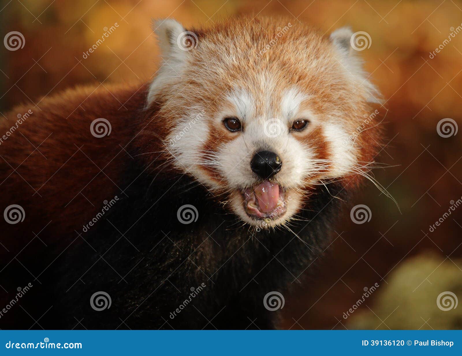 Rode panda met open mond stock foto. Image of open, grappig - 39136120