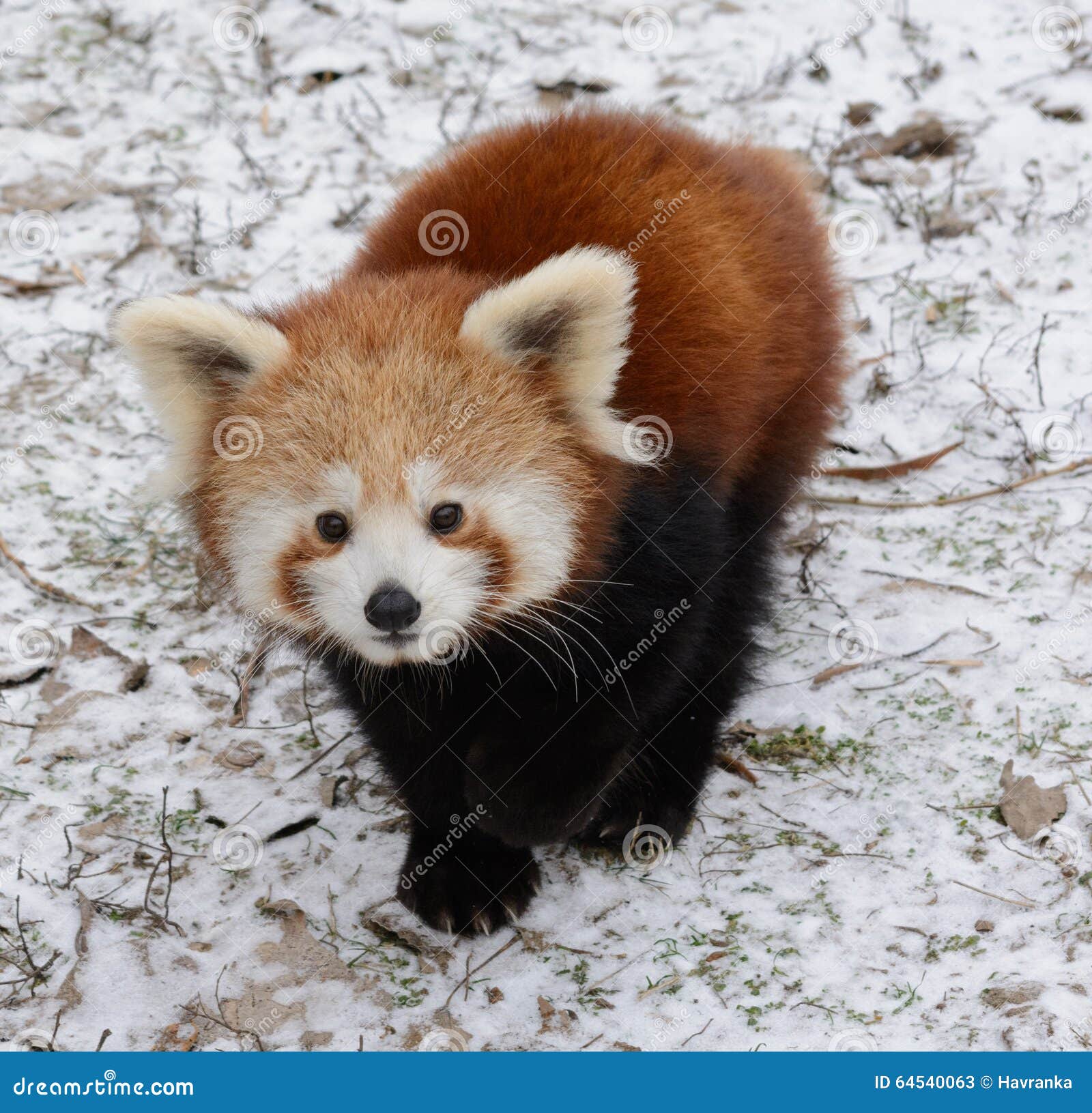 Rode Pandababy stock afbeelding. Image of leuk, bedreigd - 64540063
