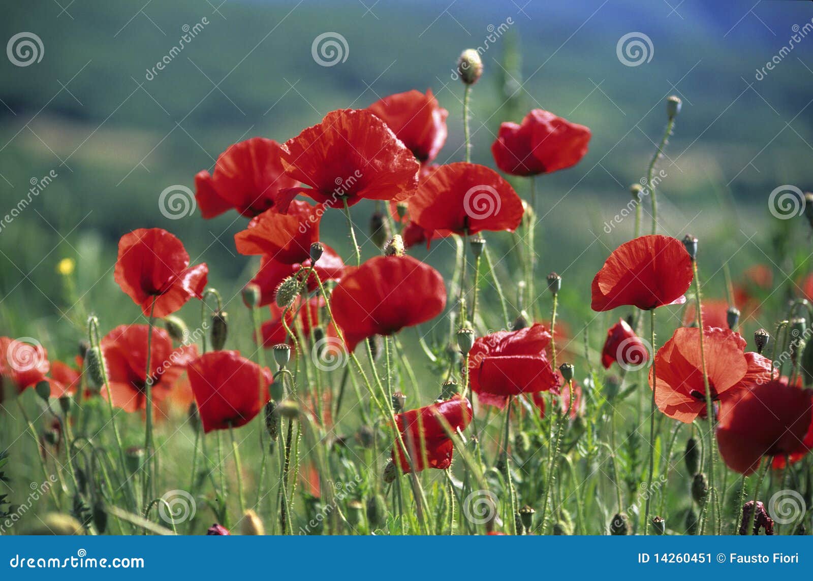 Rode papavers stock afbeelding. Image of kleur, mooi - 14260451