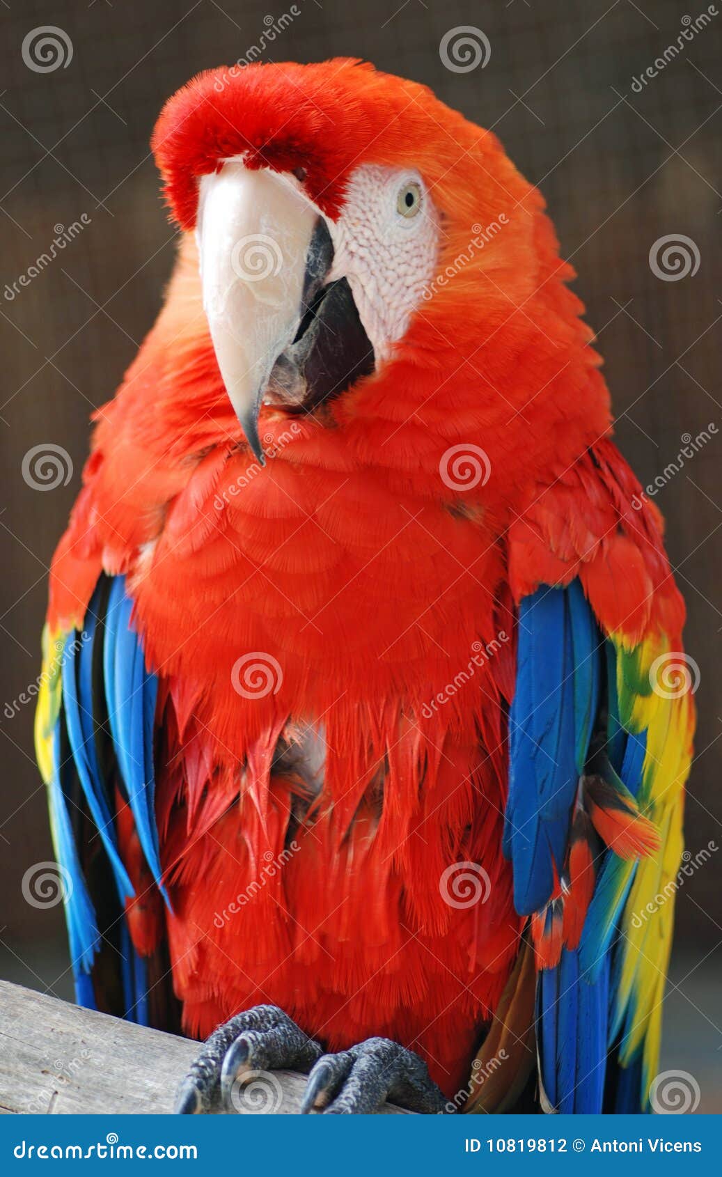 Rode Papegaai stock foto. Image of nave, vogels, wild - 10819812