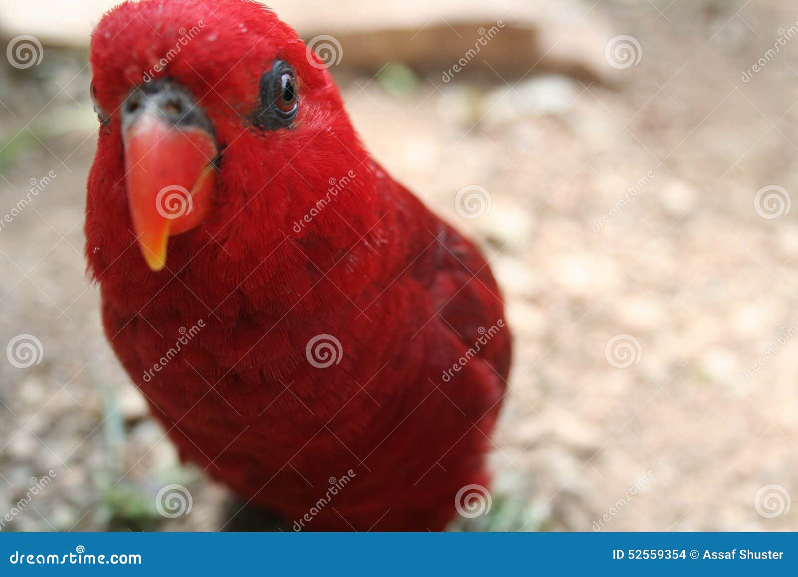 Rode papegaai stock foto. Image of australisch, leefgebied - 52559354