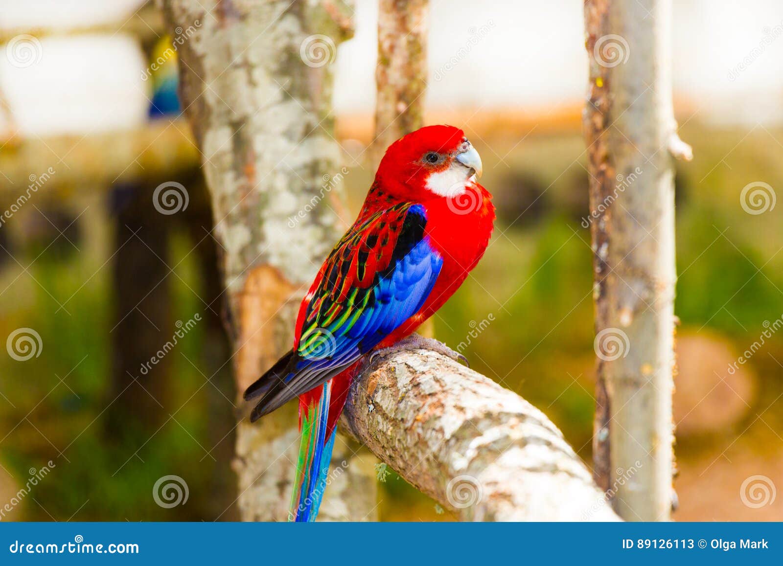 Rode papegaai stock afbeelding. Image of huisdier, helder - 89126113