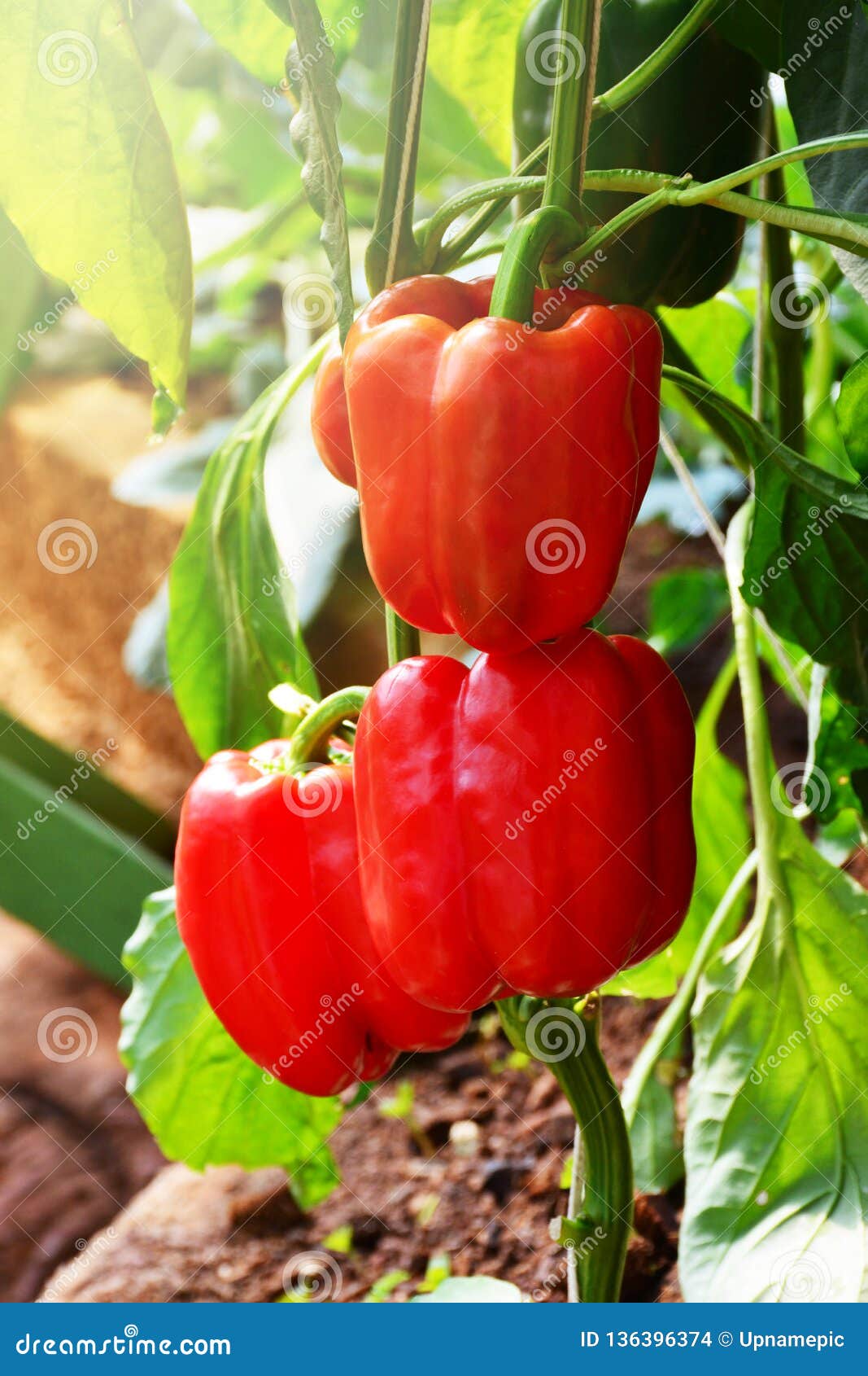 Rode paprika stock foto. Image of chili, achtergrond - 136396374