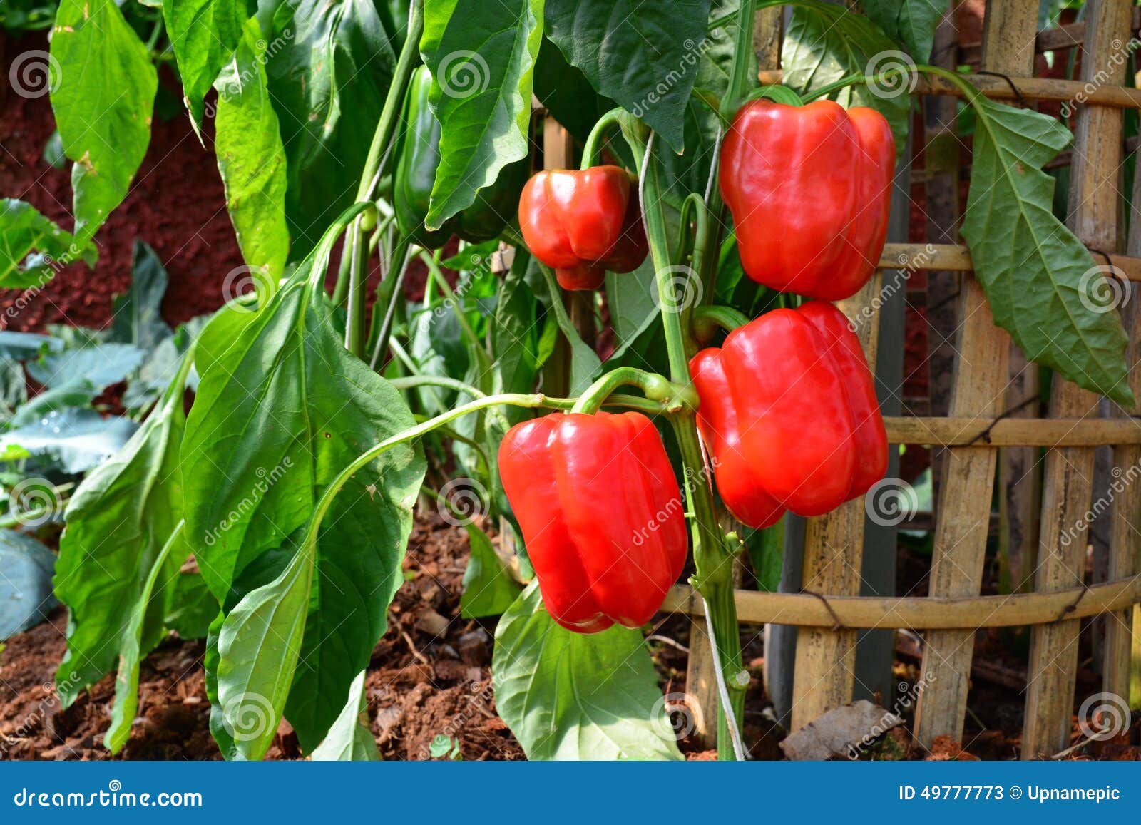 Rode Paprika, Groene Paprika in Tuin Stock Afbeelding - Image of ...