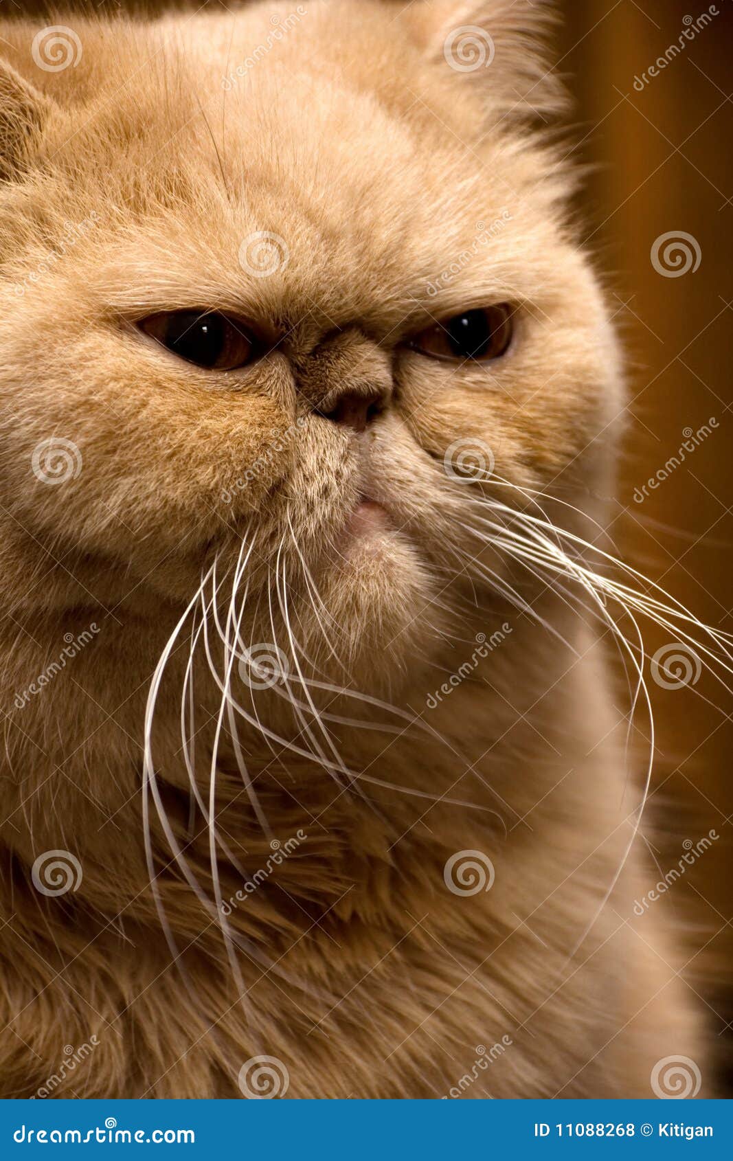 Rode Perzische kat stock foto. Image of bruin, binnenlands - 11088268