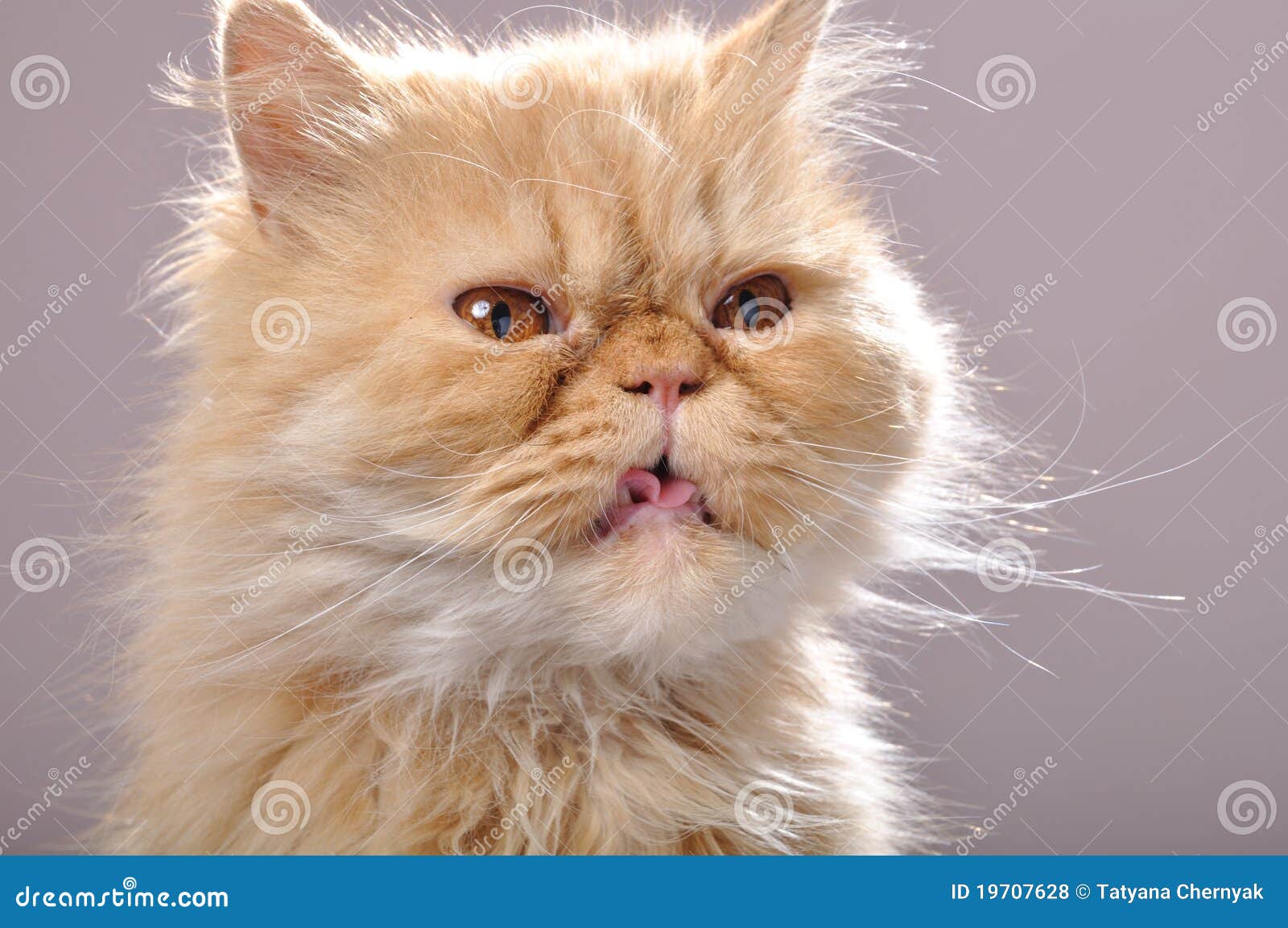 Rode Perzische Kat Met Zijn Uit Tong Stock Foto - Image of pluizig ...