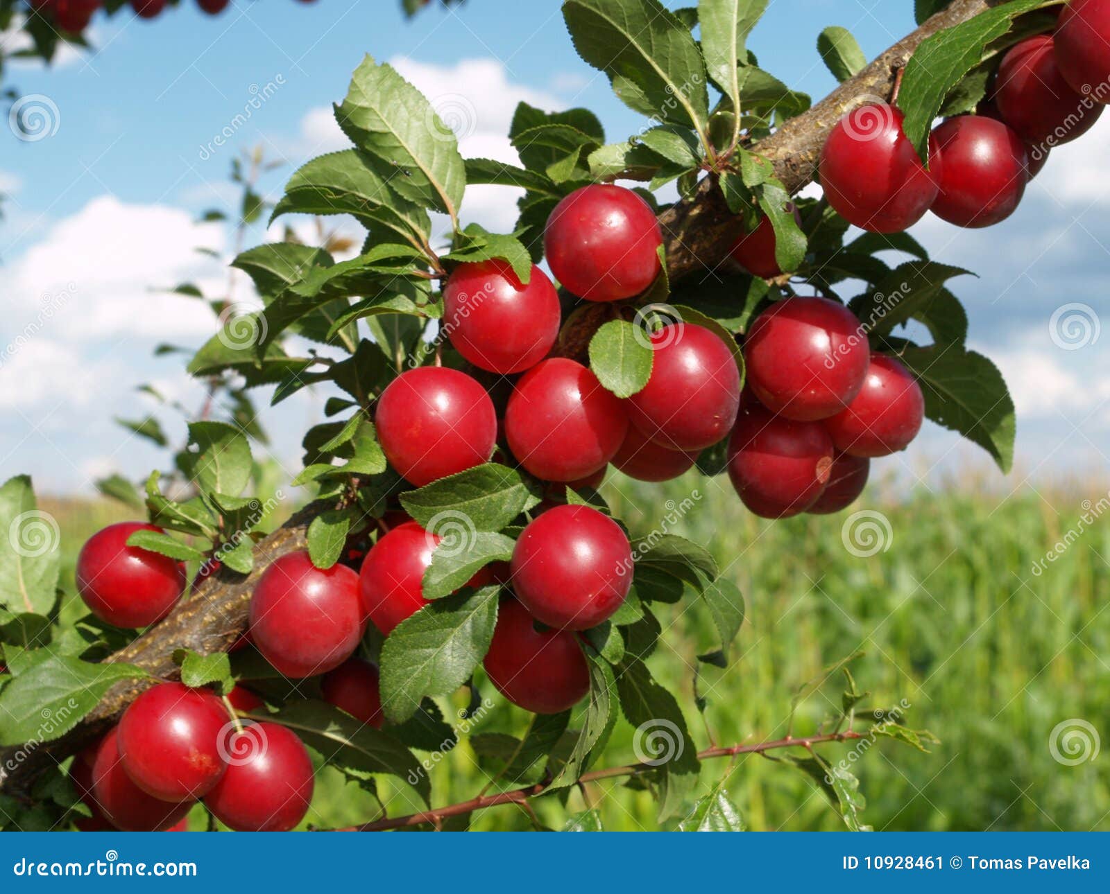 Rode pruimen op boom stock afbeelding. Image of boomgaard - 10928461