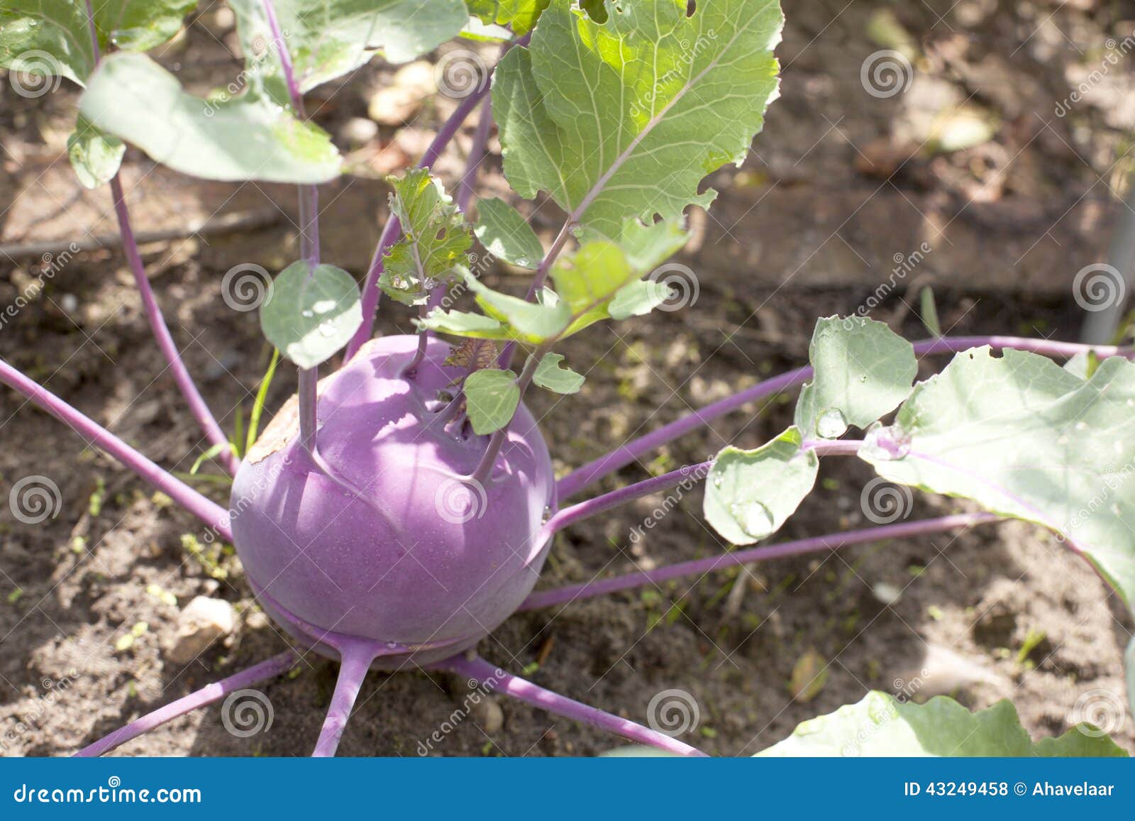 Rode raap in moestuin stock foto. Image of kool, koolraap - 43249458