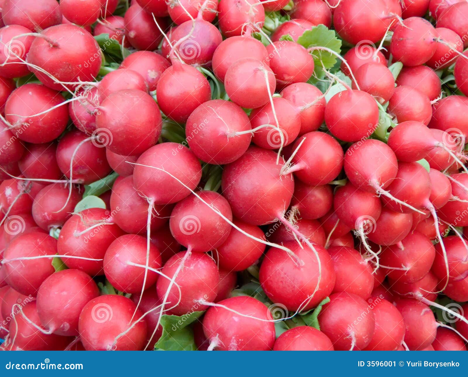 Rode radijs stock afbeelding. Image of landbouw, wortel - 3596001
