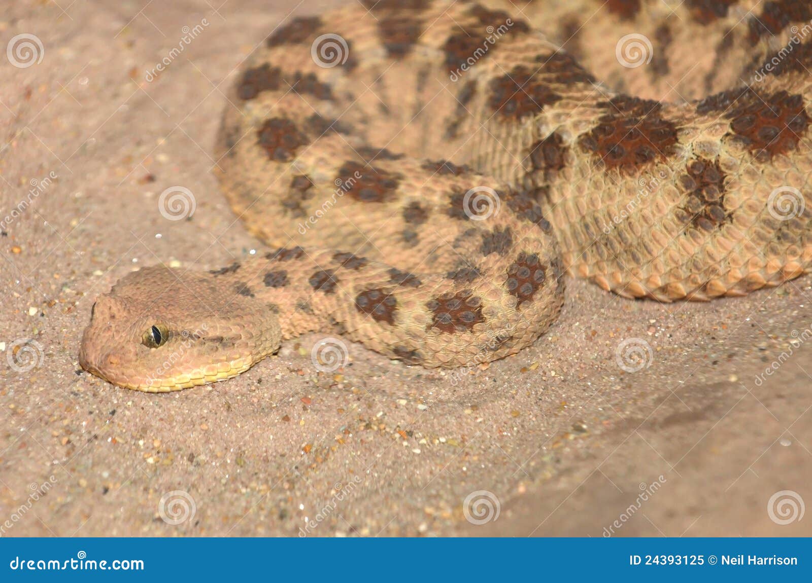 Rode Ratelslang stock afbeelding. Image of mond, adder - 24393125