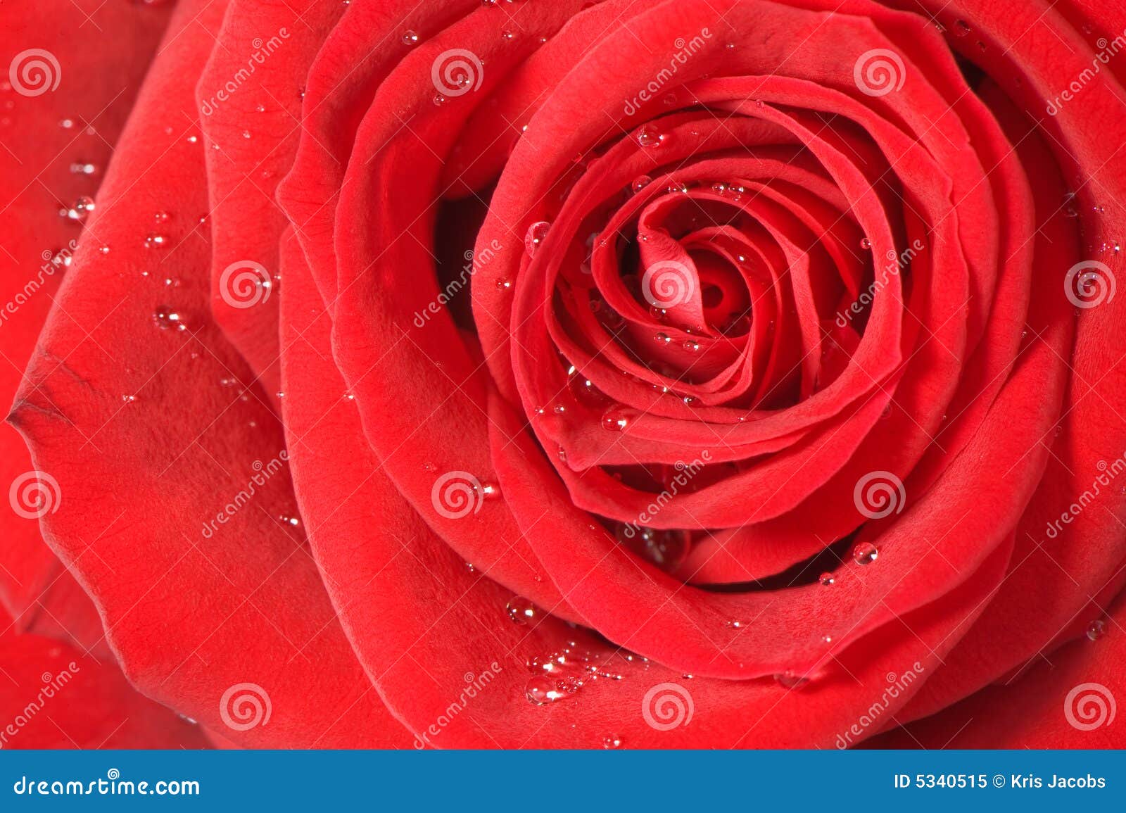 Rode roos stock image. Image of vibrant, clipping, macro - 5340515