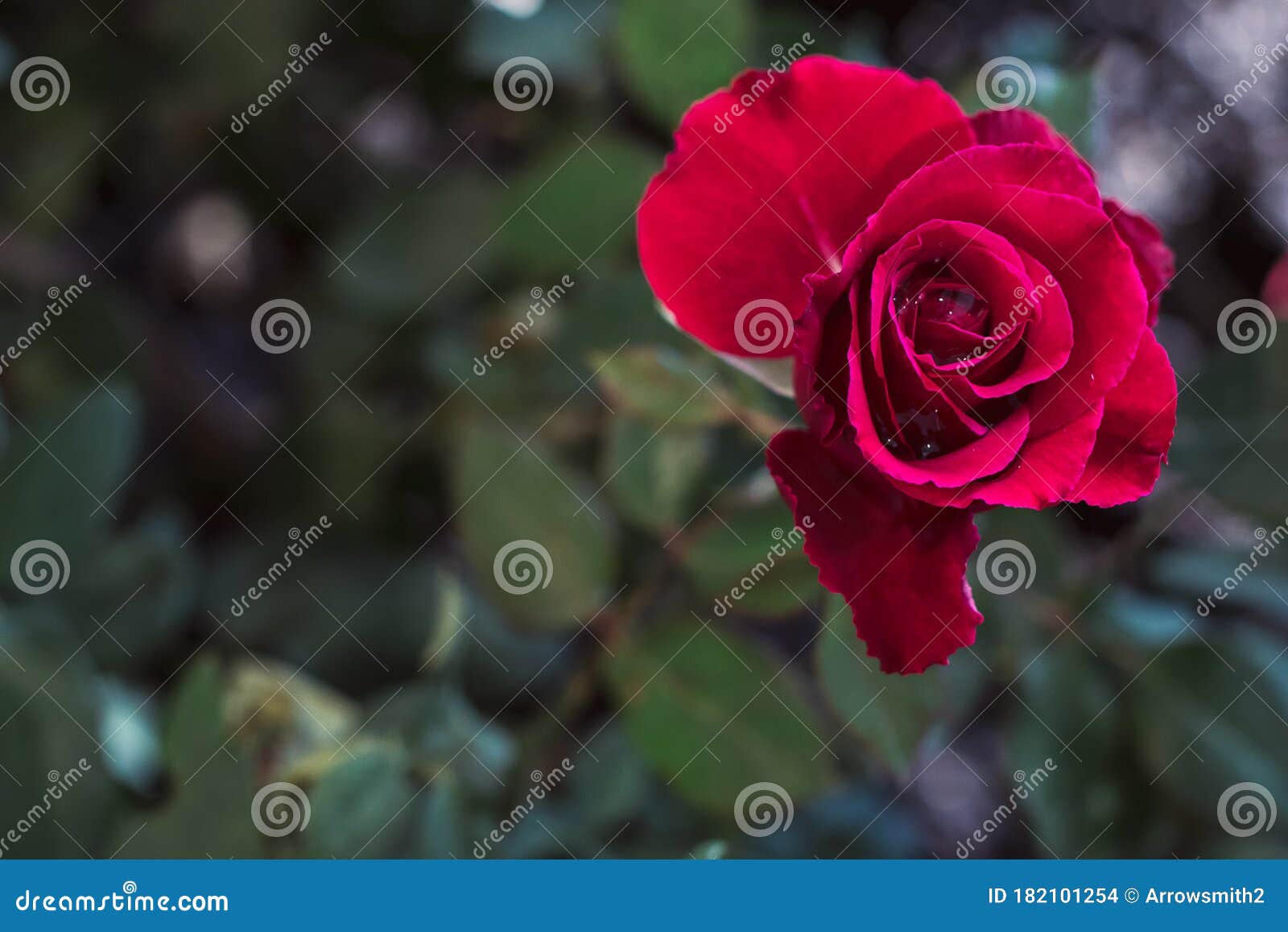 Rode Roos Het Symbool Van Liefde En Valentijn Stock Foto - Image of ...