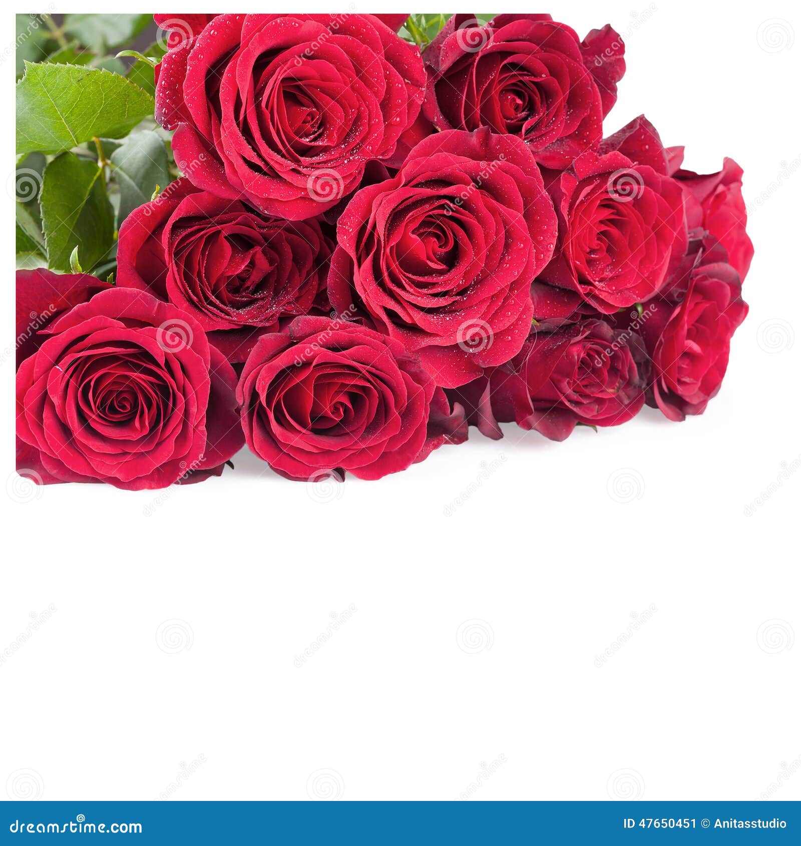 Rode Rose Flowers over wit stock afbeelding. Image of viering - 47650451