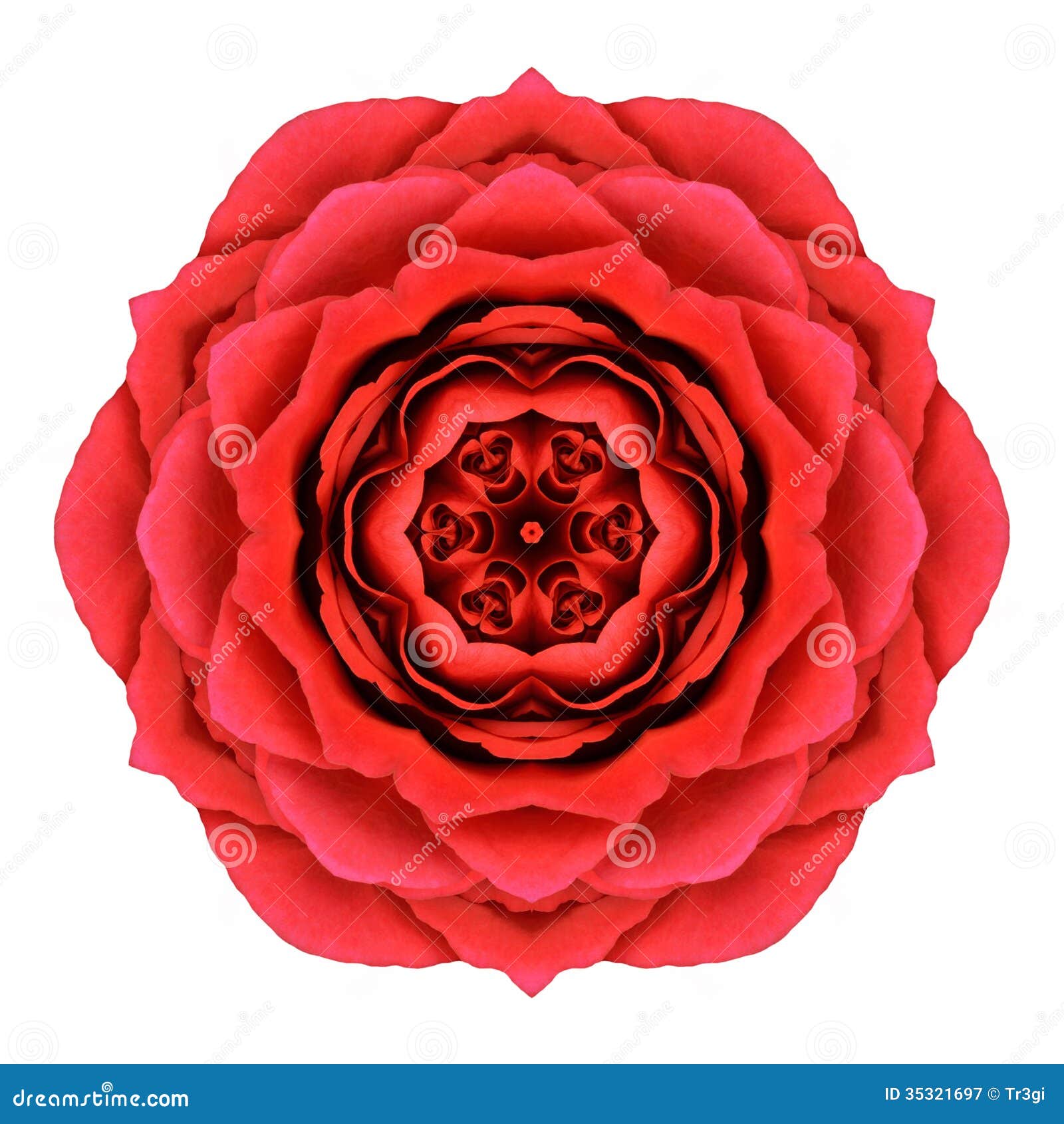 Rode Rose Mandala Flower Kaleidoscopic Isolated Op Wit Stock Afbeelding ...