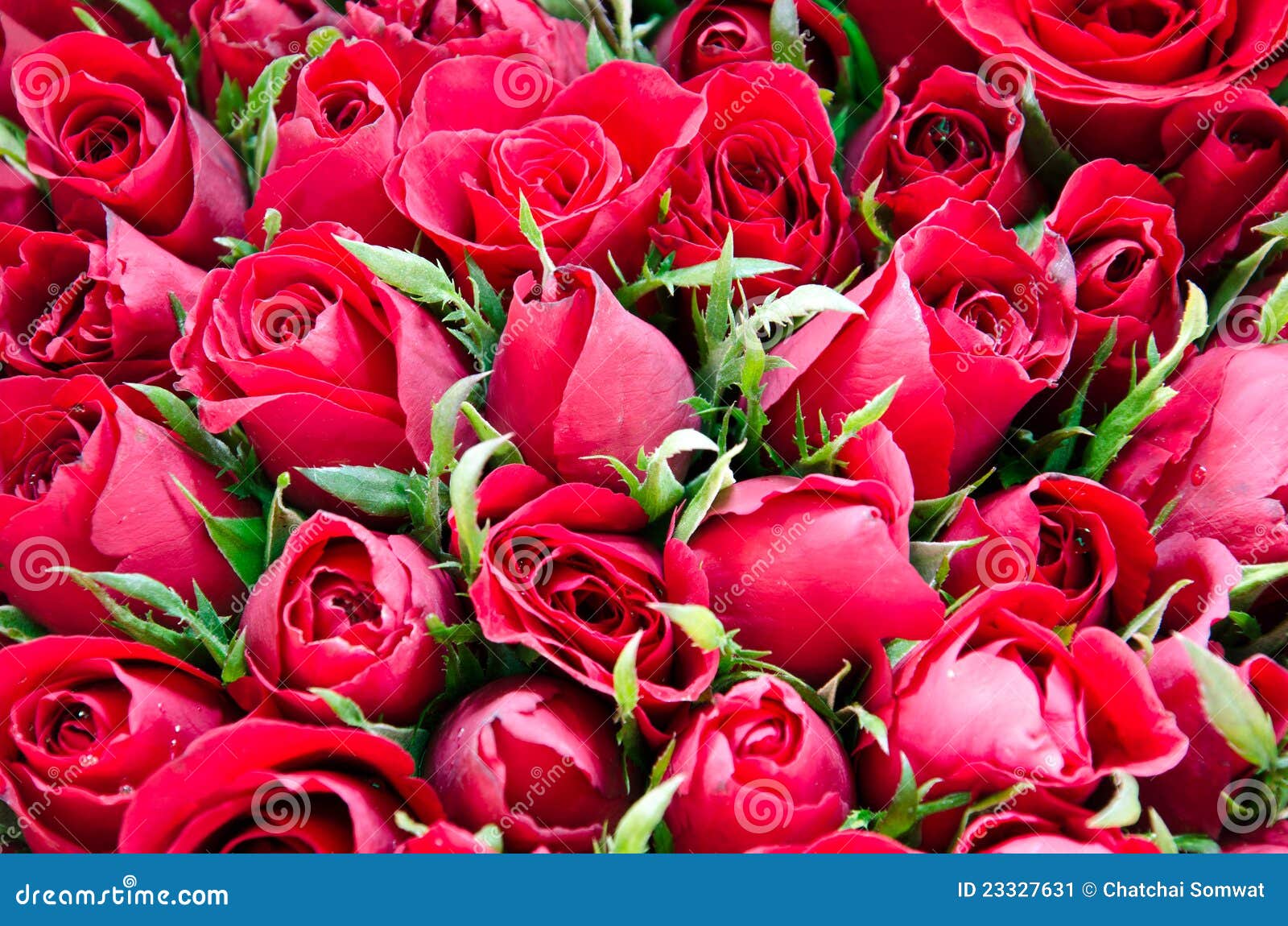 Rode rozen stock afbeelding. Image of grens, bloemen - 23327631