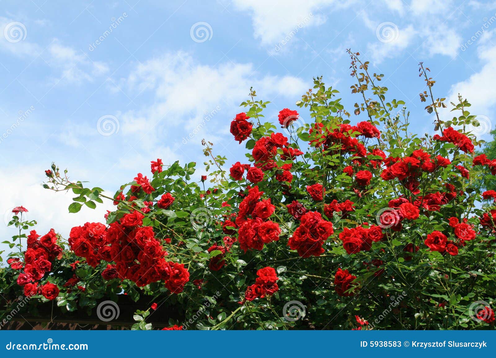 Rode rozen stock afbeelding. Image of mooi, roos, botanisch - 5938583