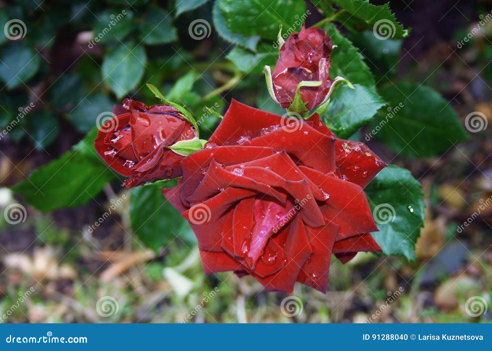 Rode rozen stock foto. Image of sluit, bloemblaadje, tuin - 91288040