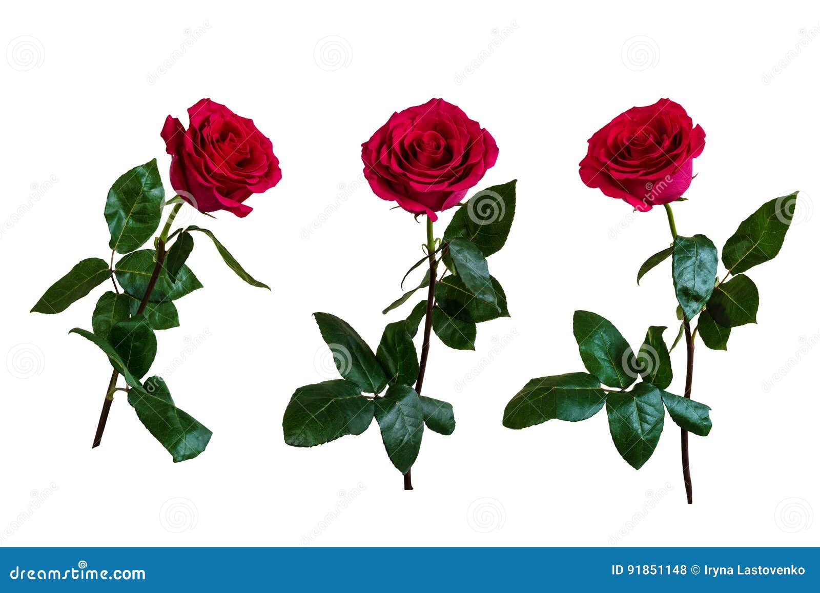 Rode rozen stock foto. Image of romantisch, flora, schoonheid - 91851148