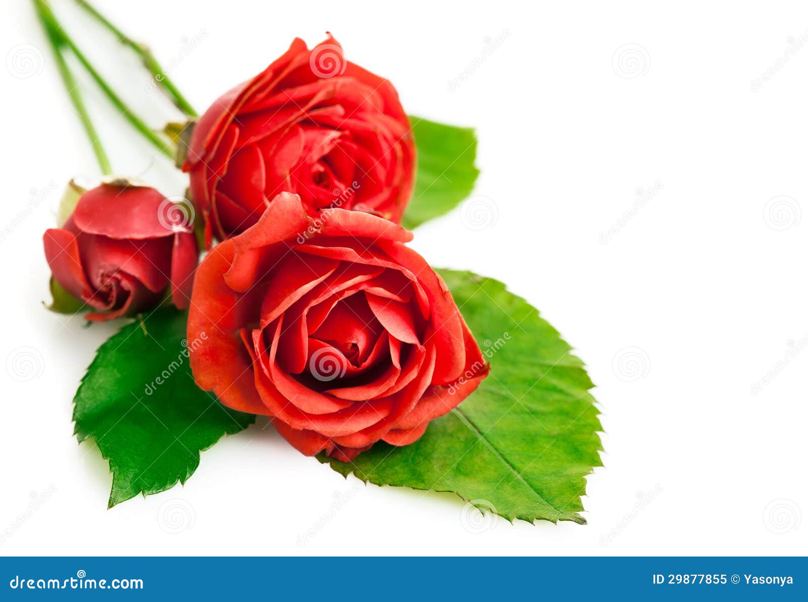 Rode Rozen Met Groene Bladeren Stock Afbeelding - Image of bloem ...