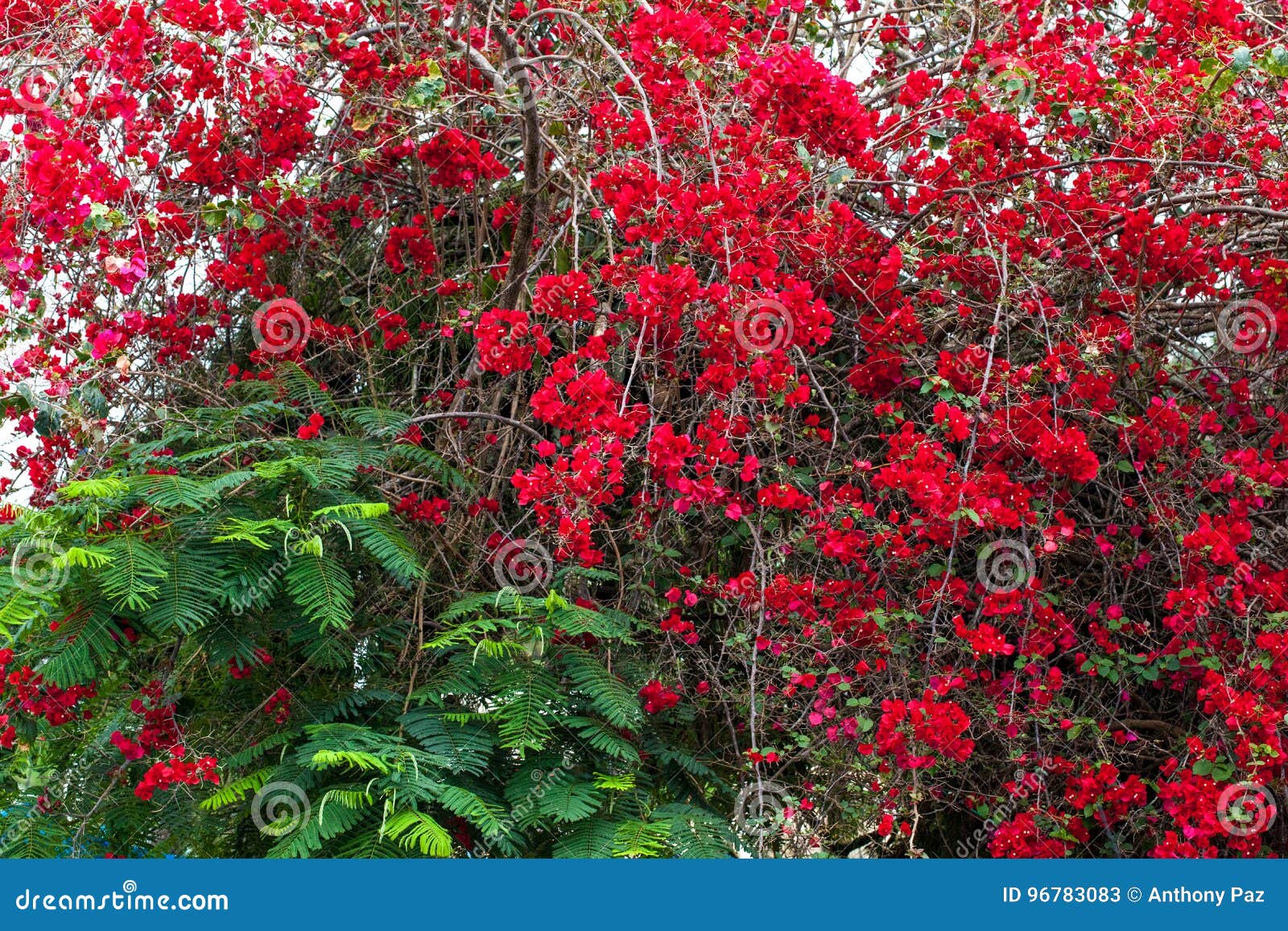Rode Rozen Op De Struik in Tuin Stock Afbeelding - Image of bloemen ...