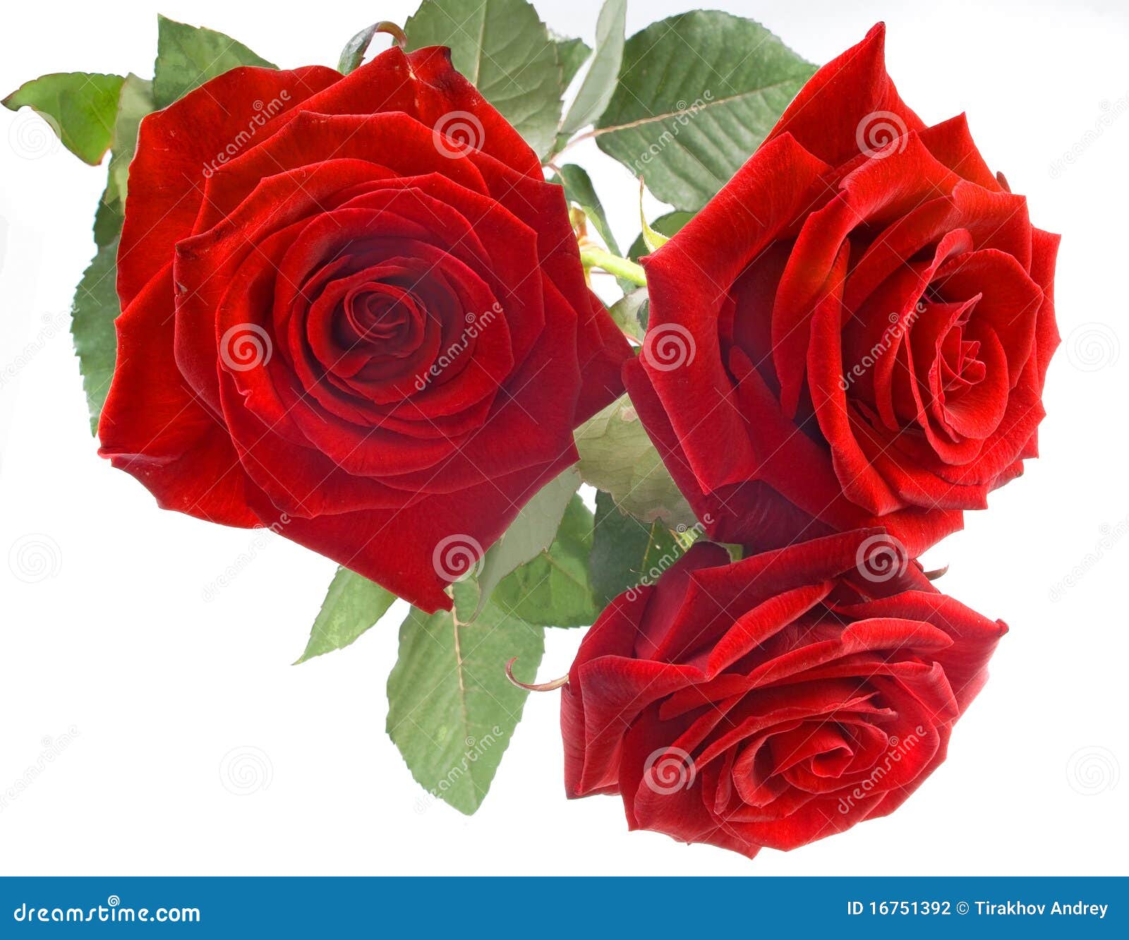 Rode Rozen Op De Witte Achtergrond Stock Foto - Image of nadruk, helder ...