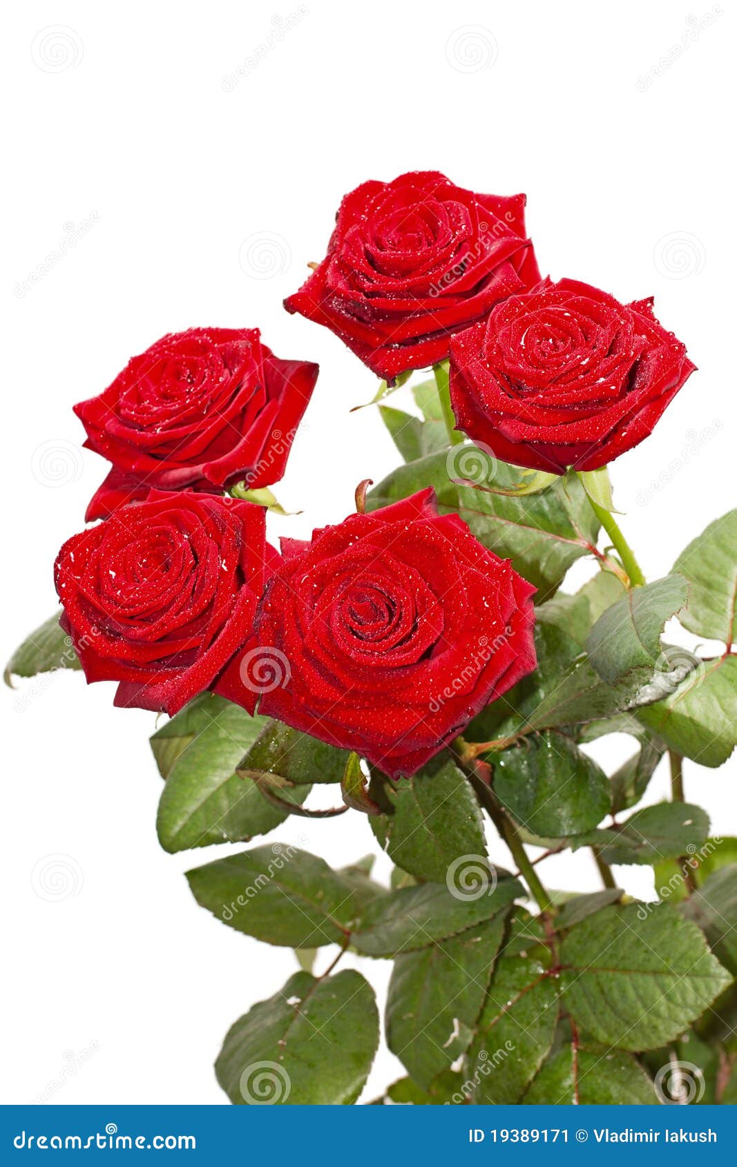 Rode Rozen Op Een Witte Achtergrond Stock Afbeelding - Image of ...