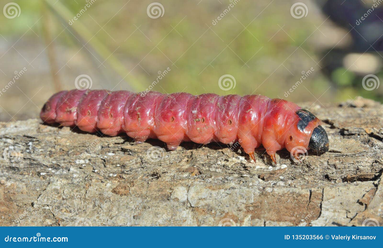 Rode rupsband 6 stock foto. Image of macro, rood, horizontaal - 135203566