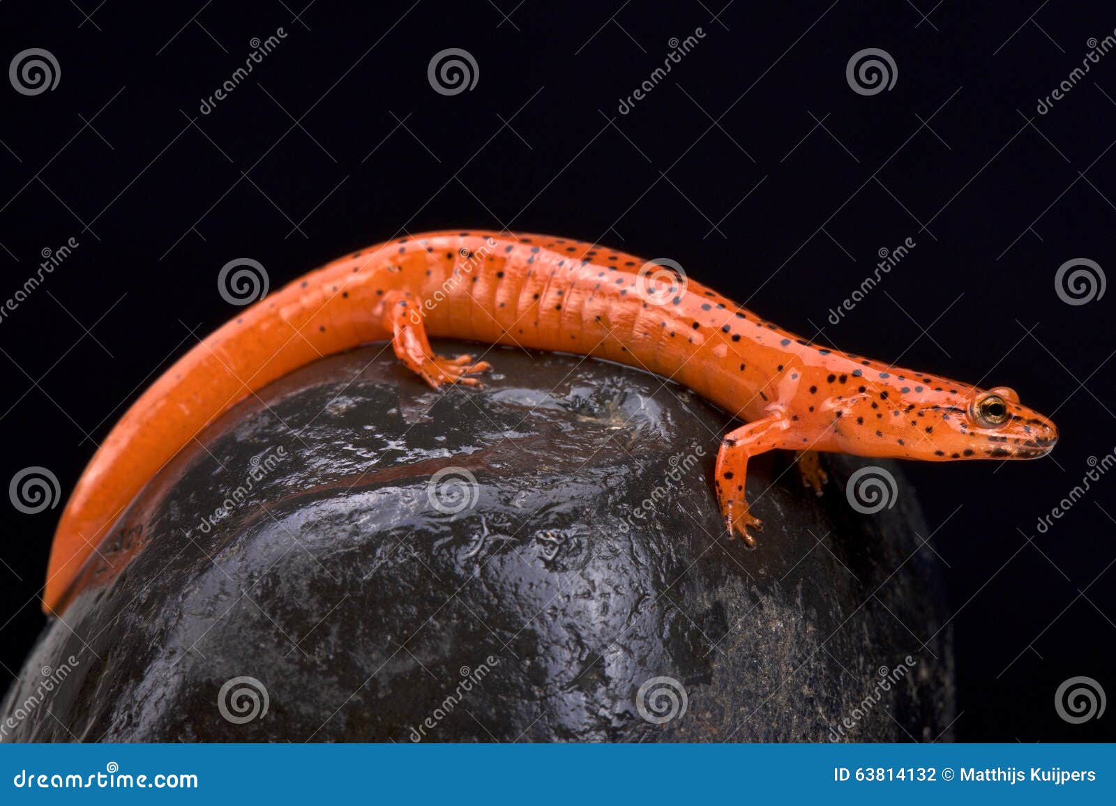 Rode Salamander (Pseudotriton Ruber) Stock Foto - Image of roofdier ...