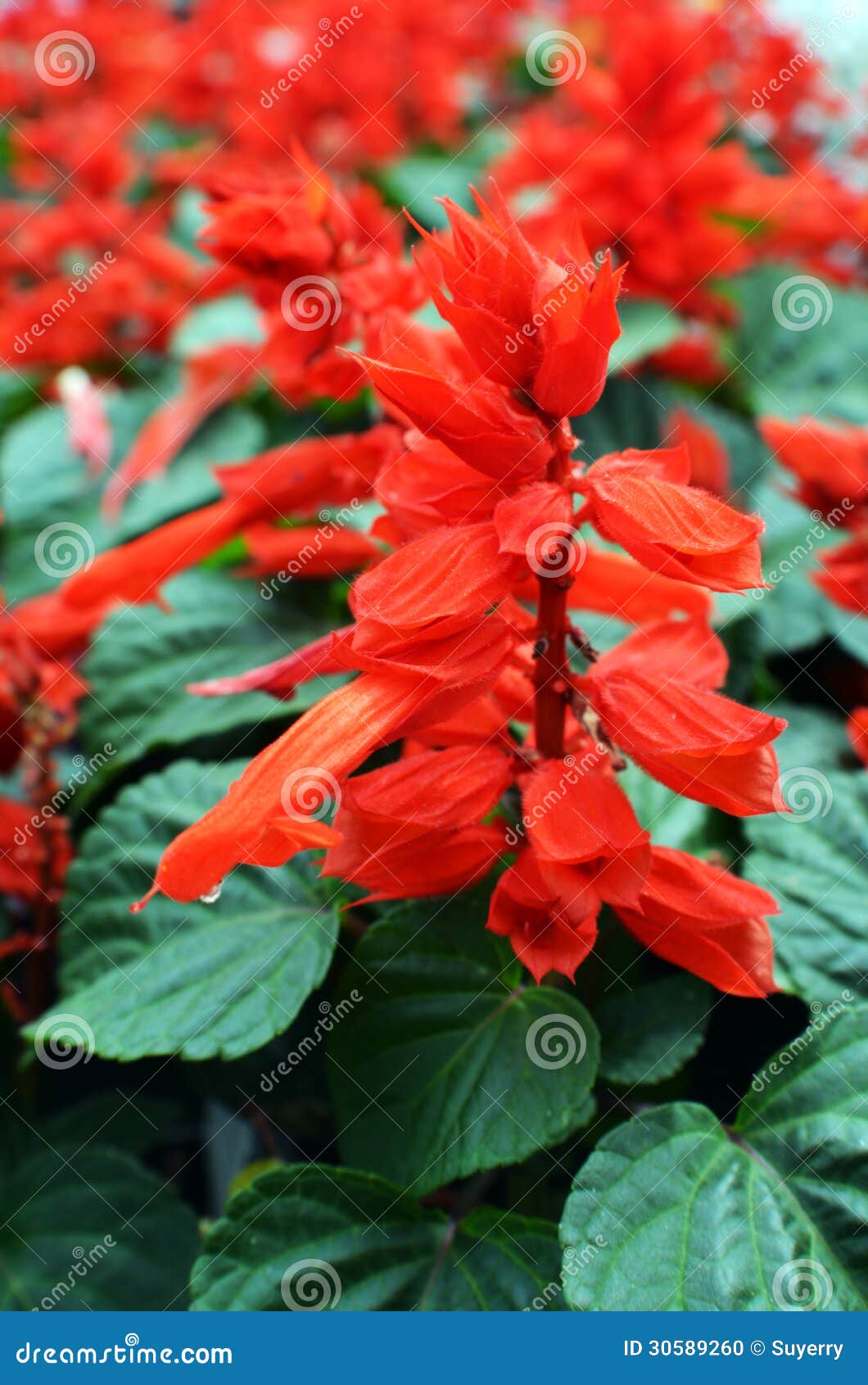Rode Salvia Splendens stock foto. Image of bloei, niemand - 30589260